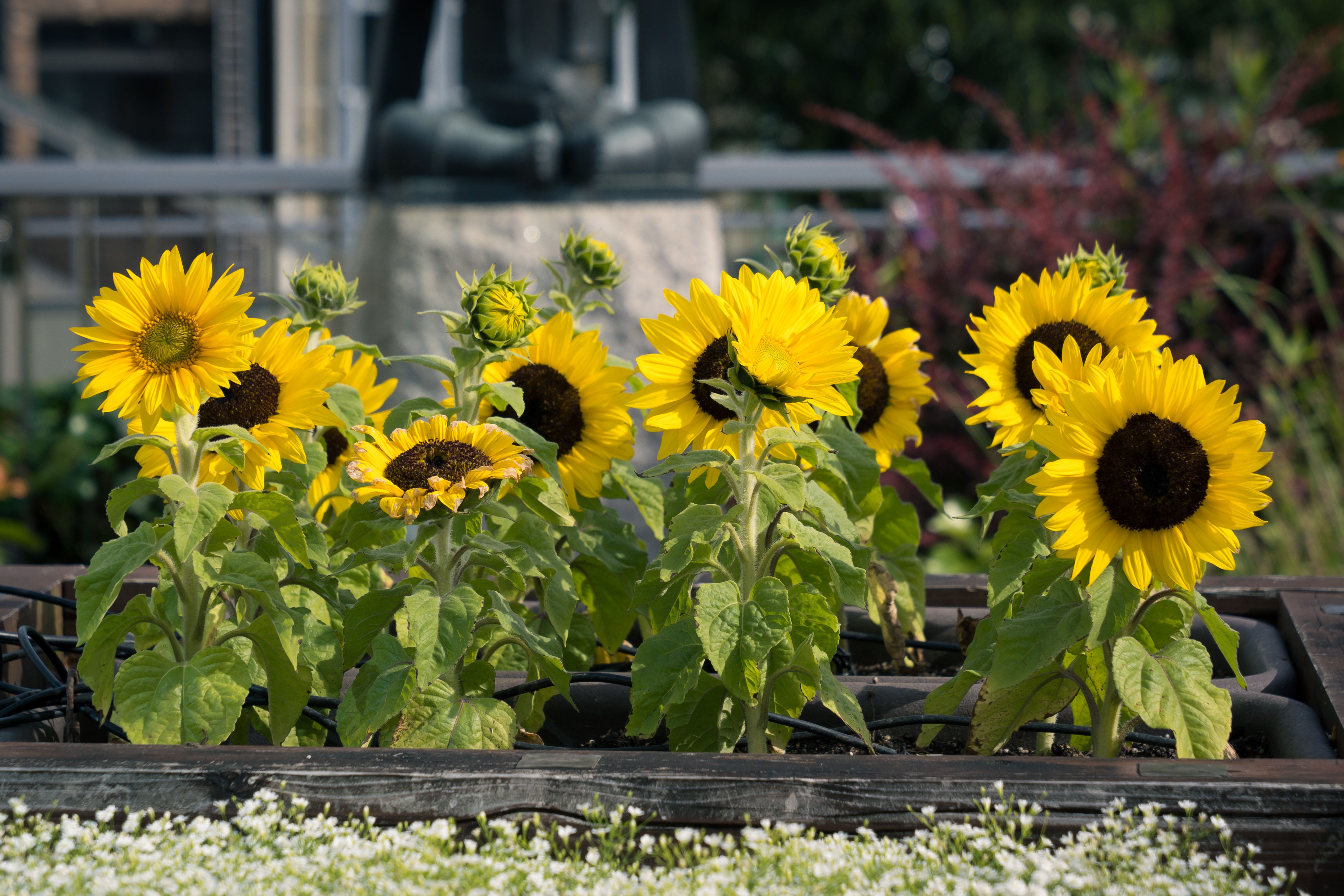 Bright Sunlight Photos, Download The BEST Free Bright Sunlight Stock ...