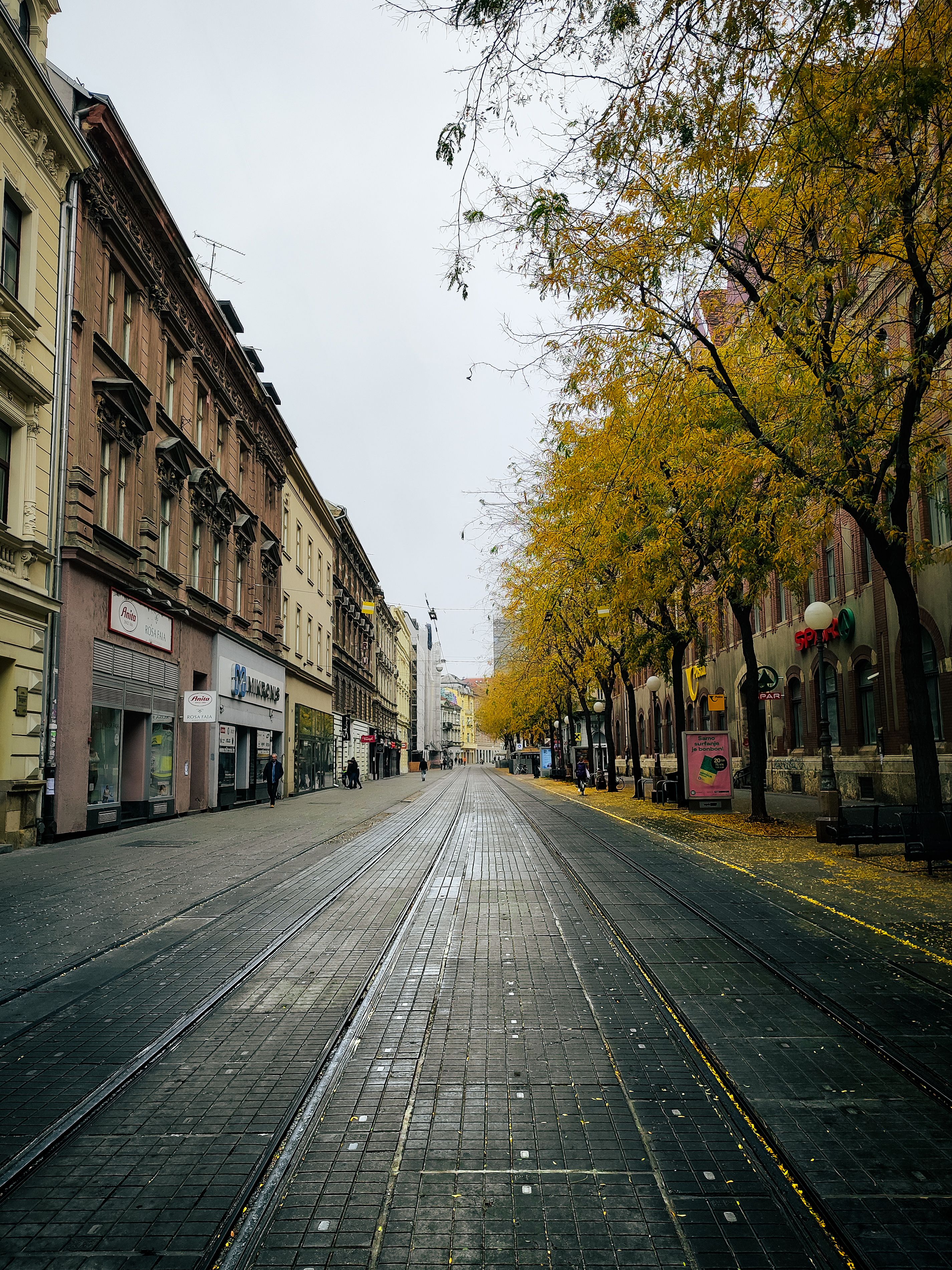 Trees along Street in Autumn · Free Stock Photo