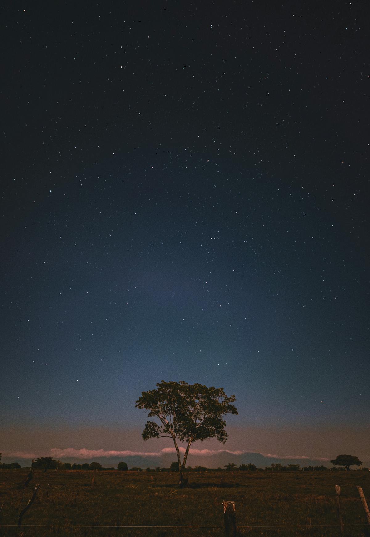 Single Tree Photos, Download The BEST Free Single Tree Stock Photos ...