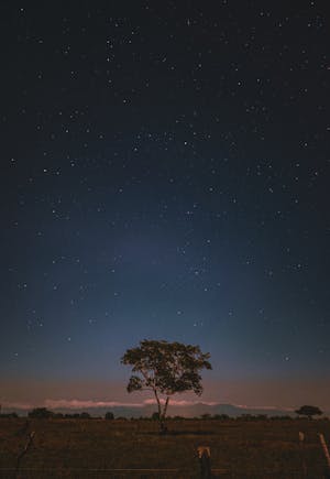 Single Tree Photos, Download The BEST Free Single Tree Stock Photos ...