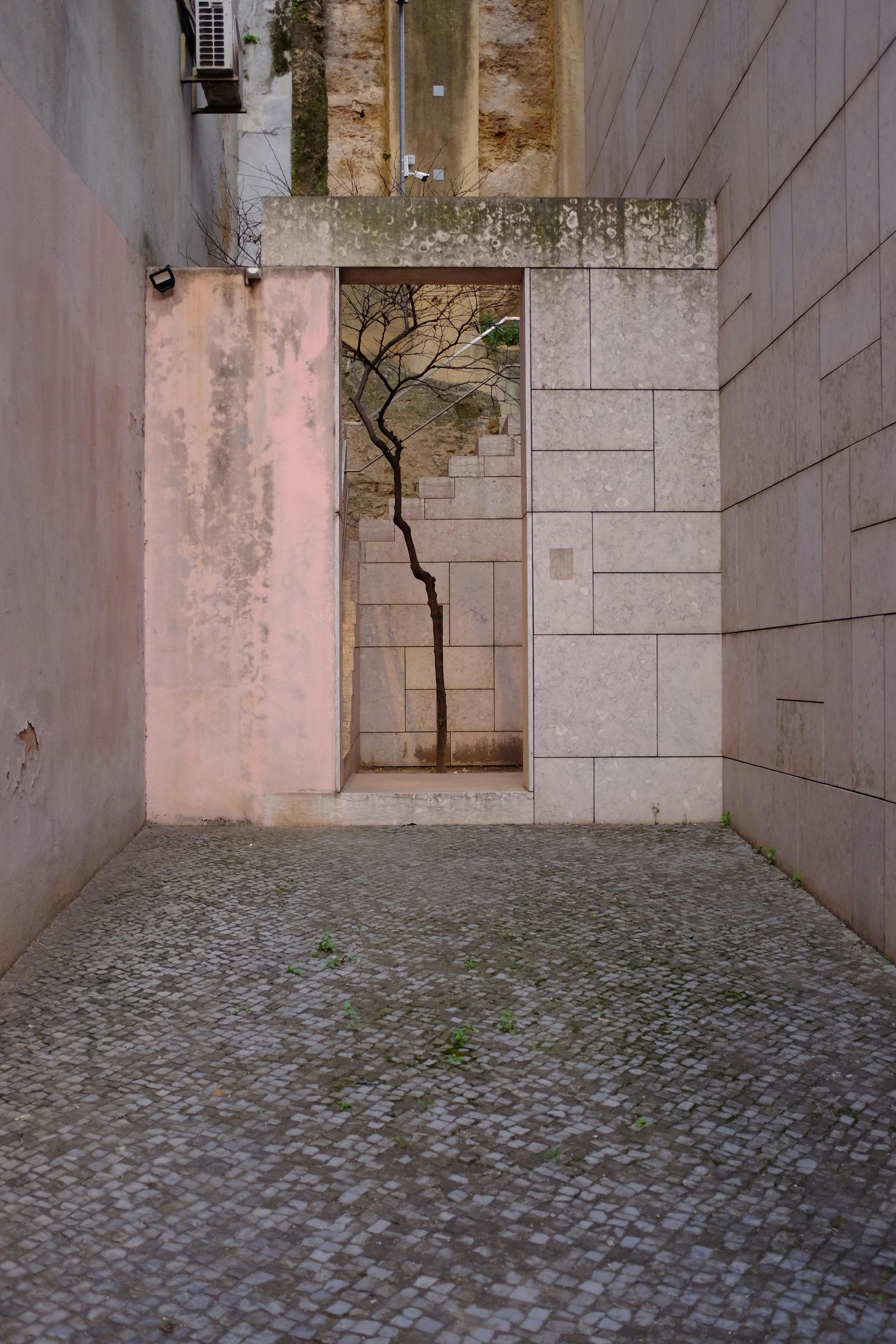 Single Tree Growing within Urban Building · Free Stock Photo