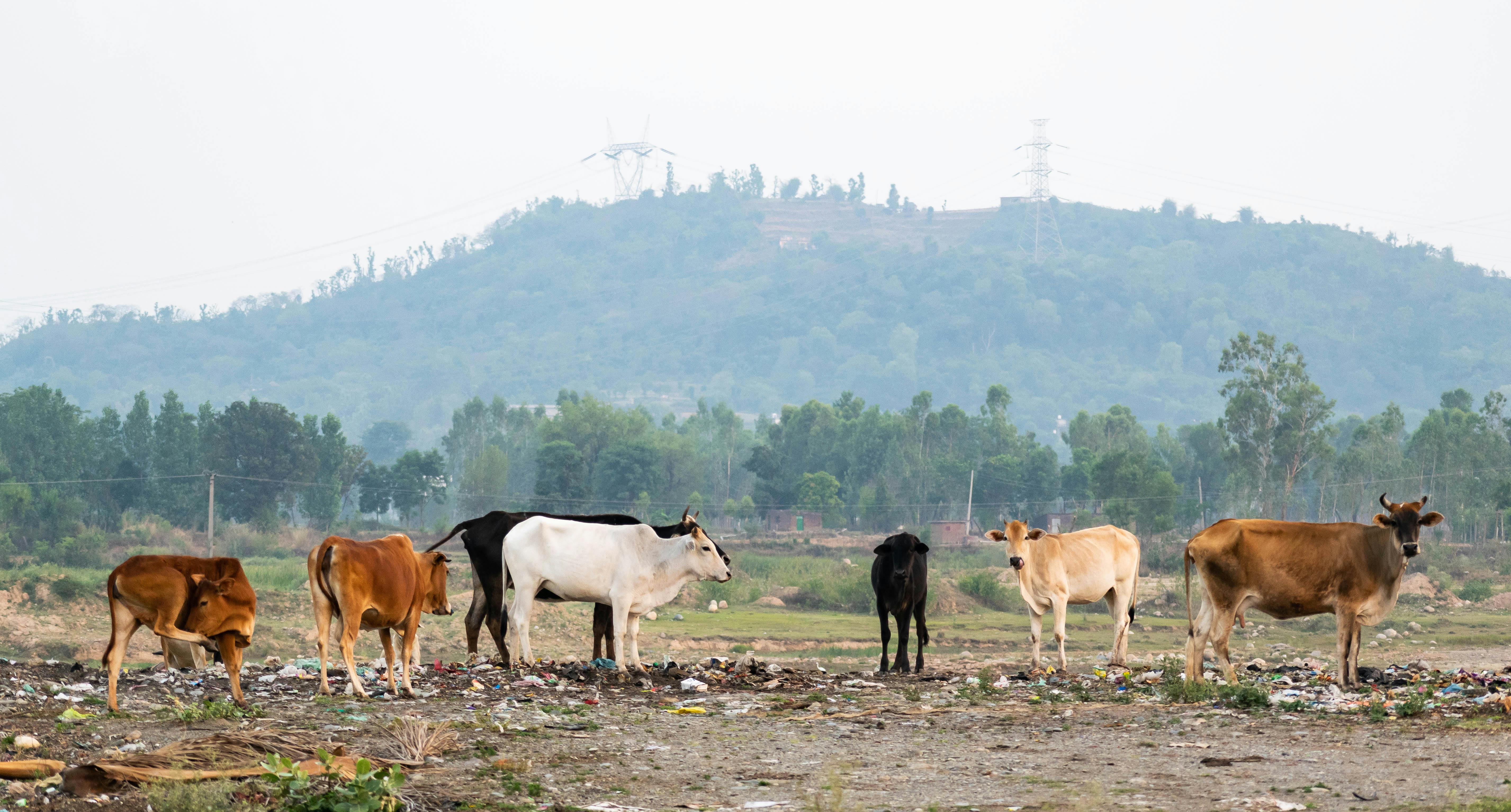 Foto de stock gratuita sobre agrícola, agricultura, al aire libre ...