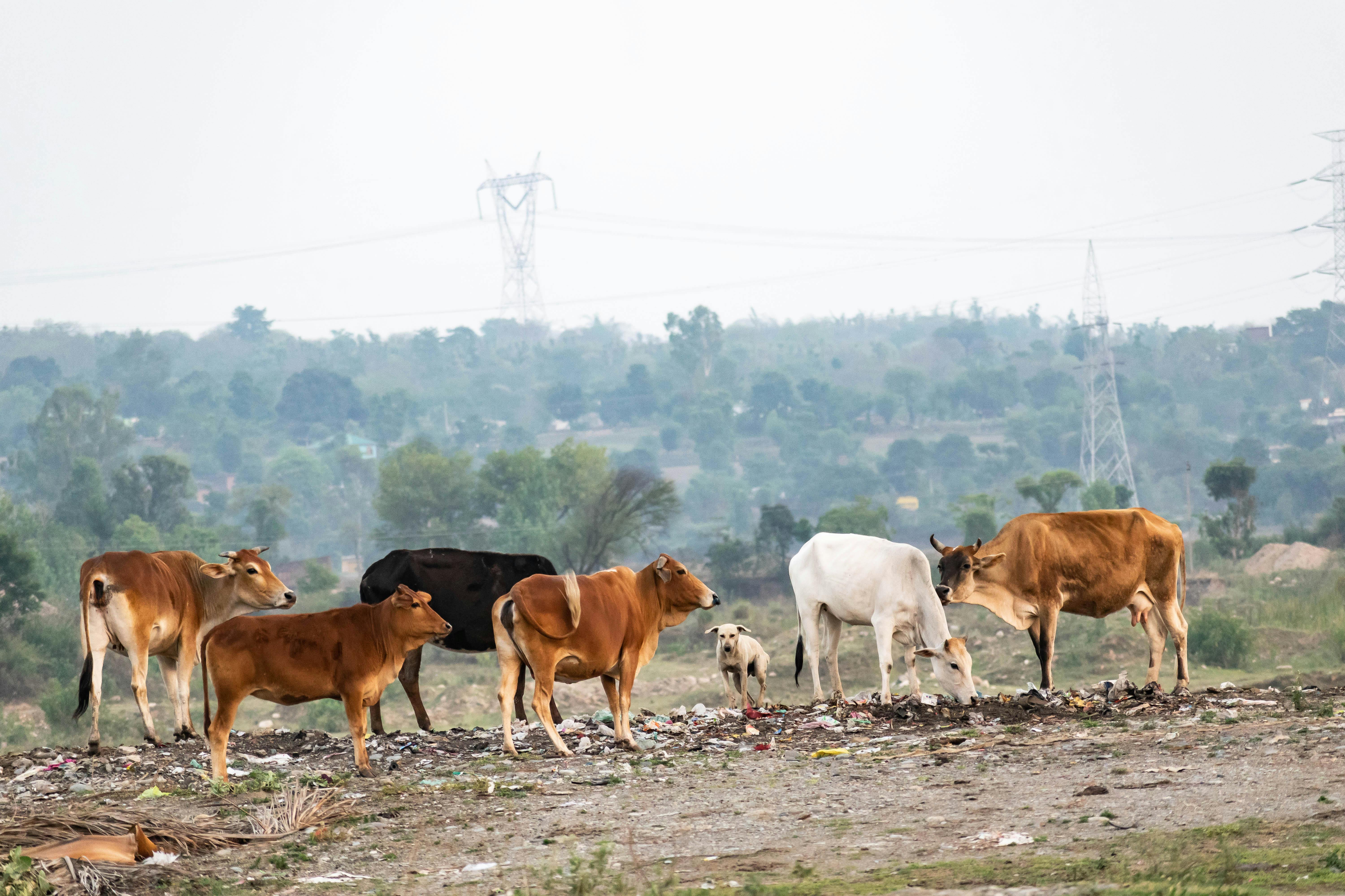 A Dog among an Herd of Cows on a Field · Free Stock Photo