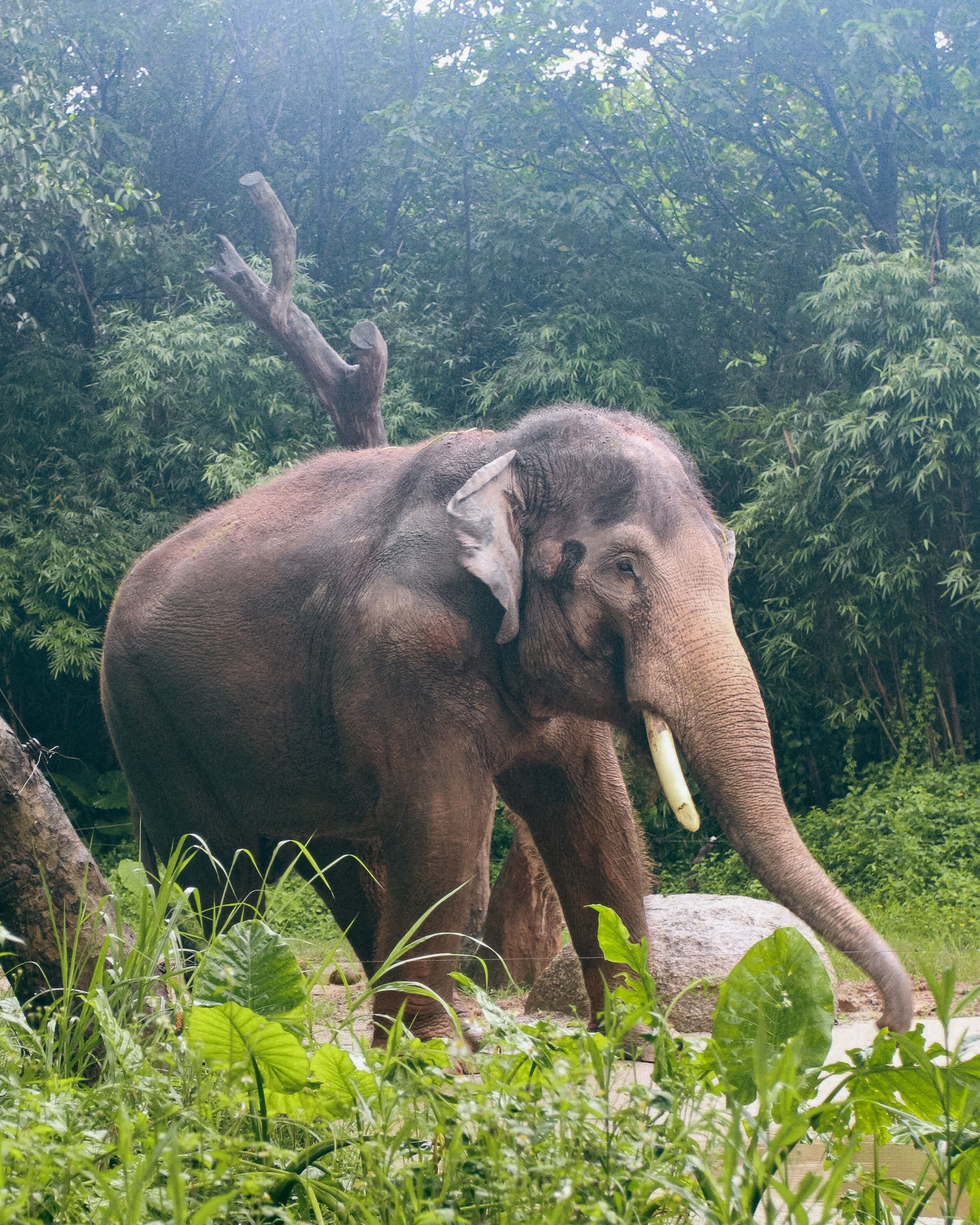Elephant in Nature · Free Stock Photo