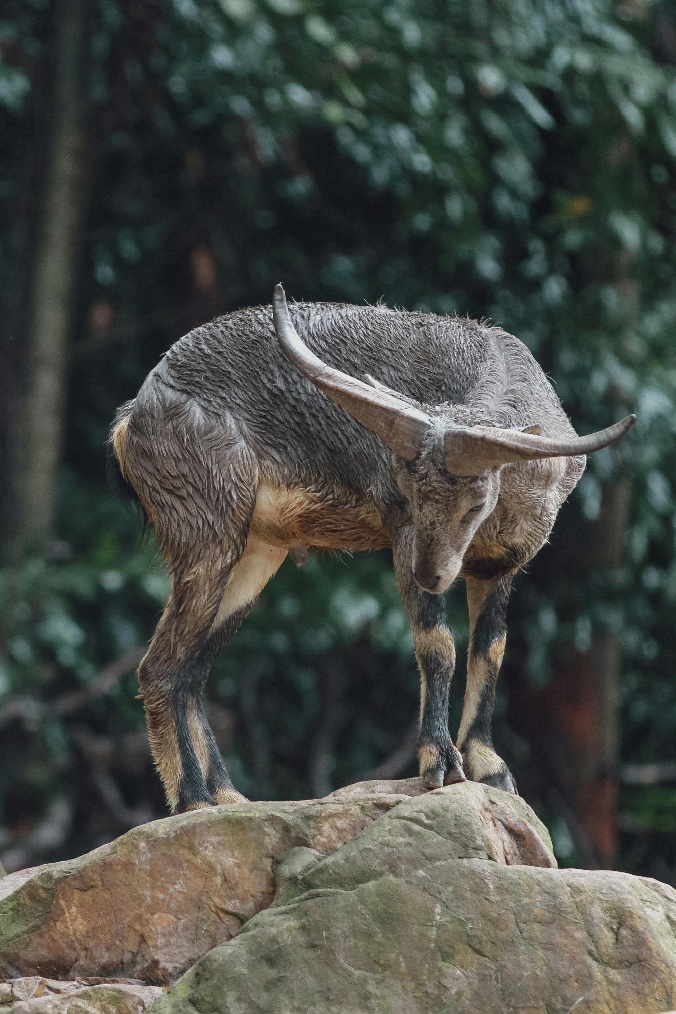 Spider Goat Photos, Download The BEST Free Spider Goat Stock Photos ...