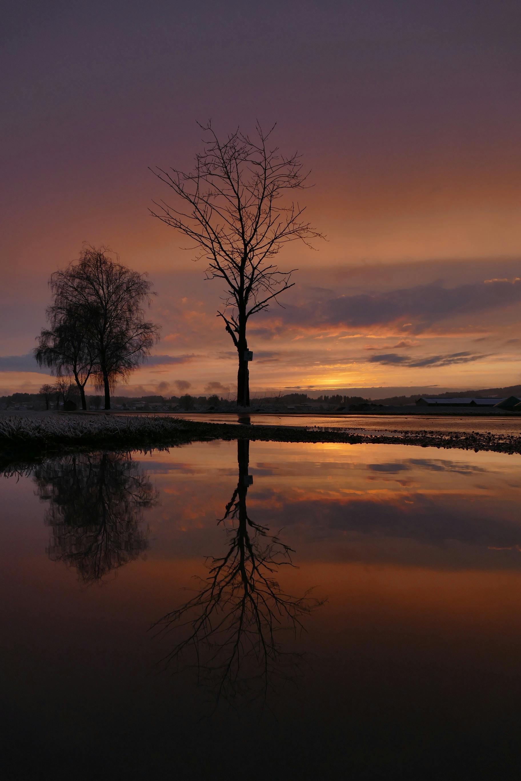 Trees Reflection in Water at Sunset · Free Stock Photo