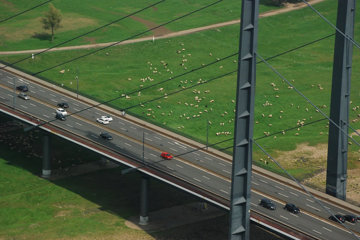 Sheep Cars Photos, Download The BEST Free Sheep Cars Stock Photos & HD ...