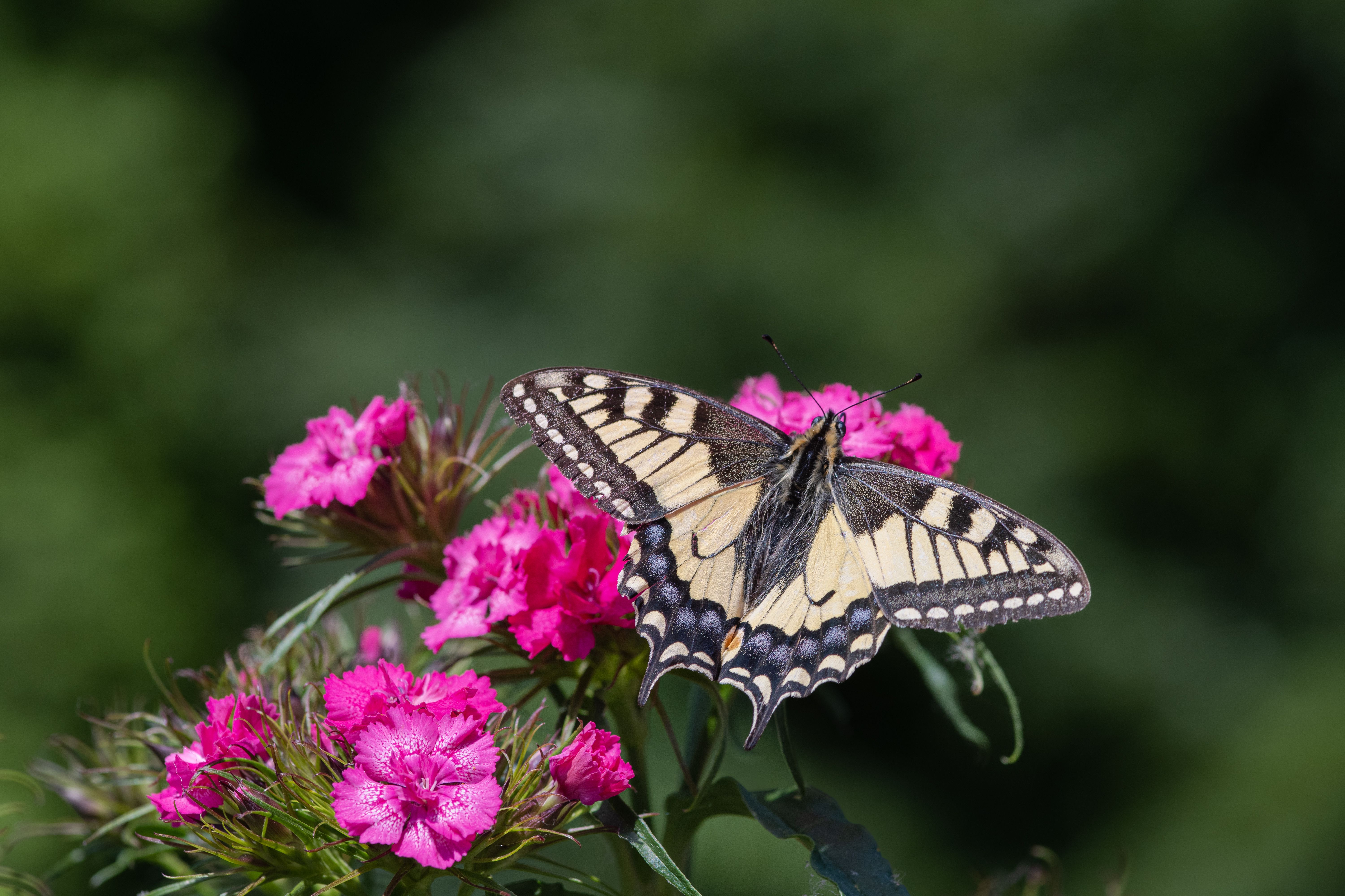 Common Yellow Swallowtail on Pink Flowers · Free Stock Photo