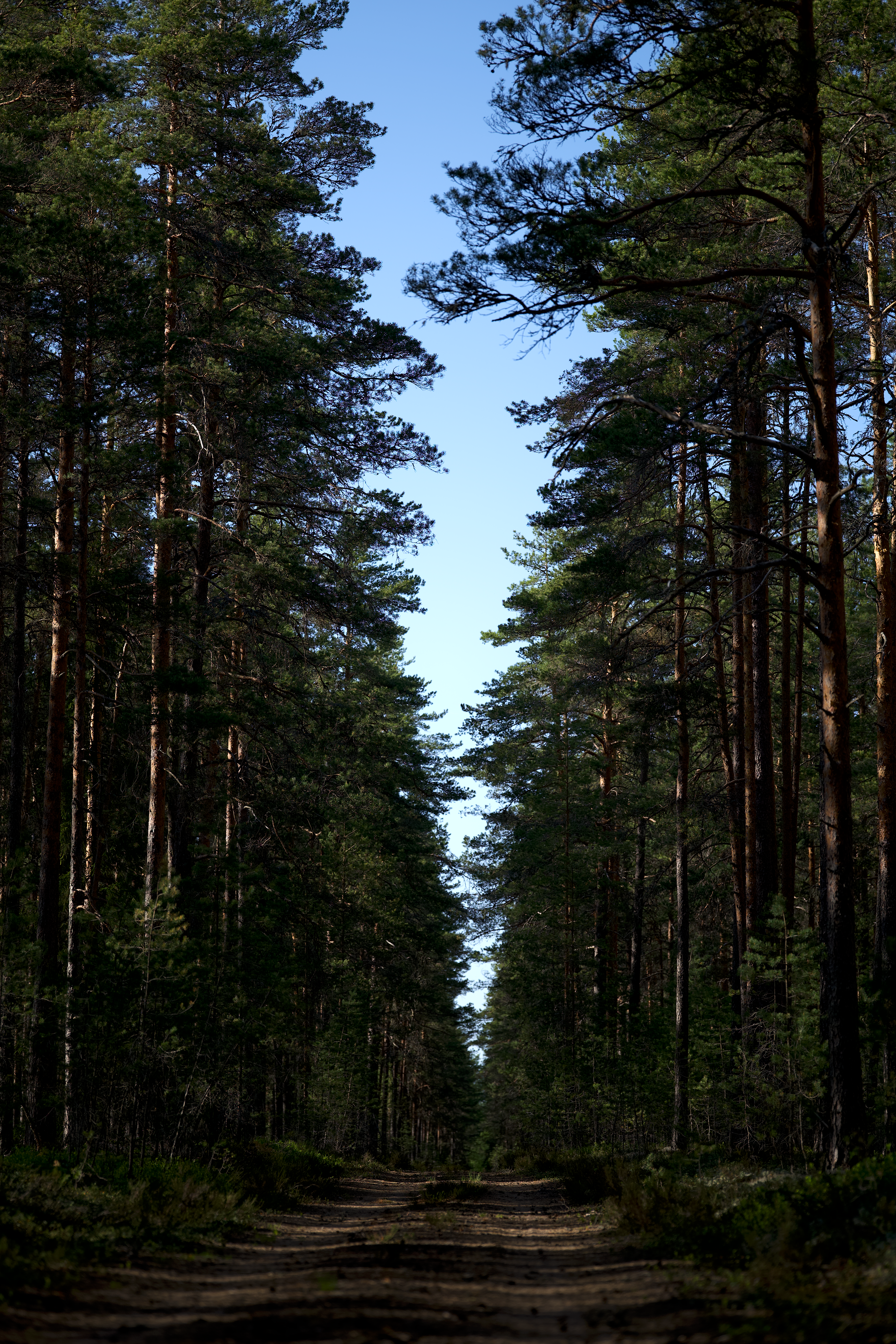 Narrow Pathway · Free Stock Photo