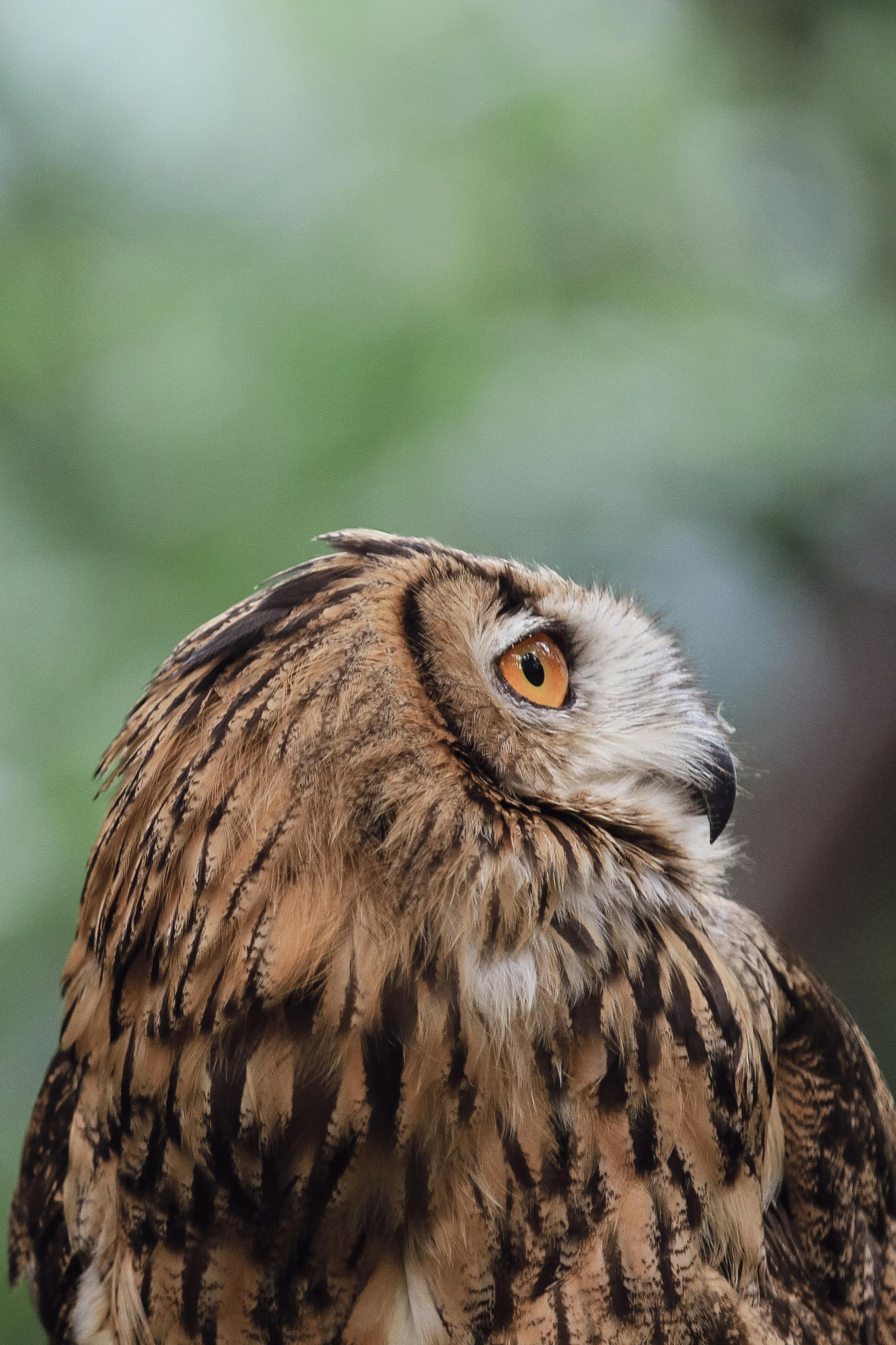 Close up of Brown Fish Owl · Free Stock Photo