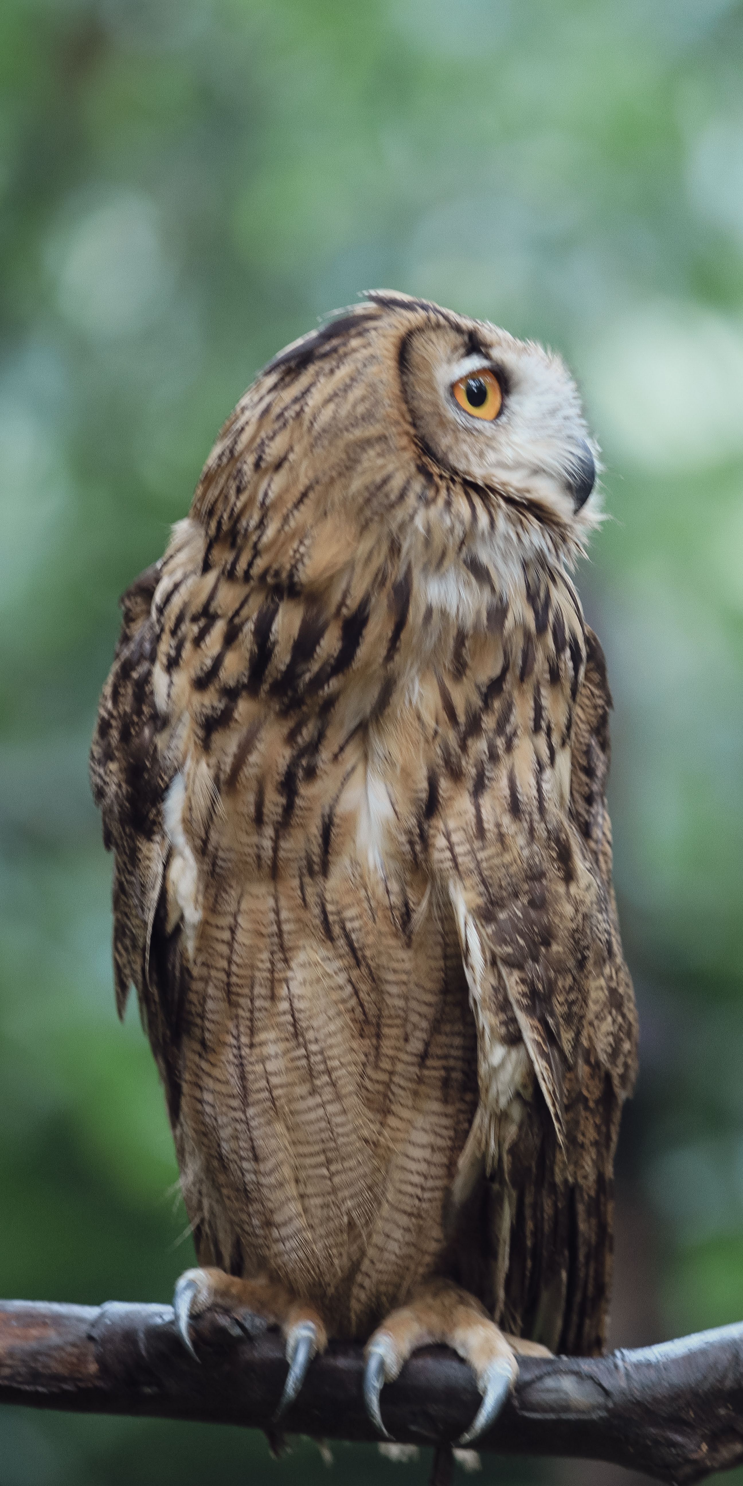 Time Lapse Photography of Bird Perching on a Plant · Free Stock Photo