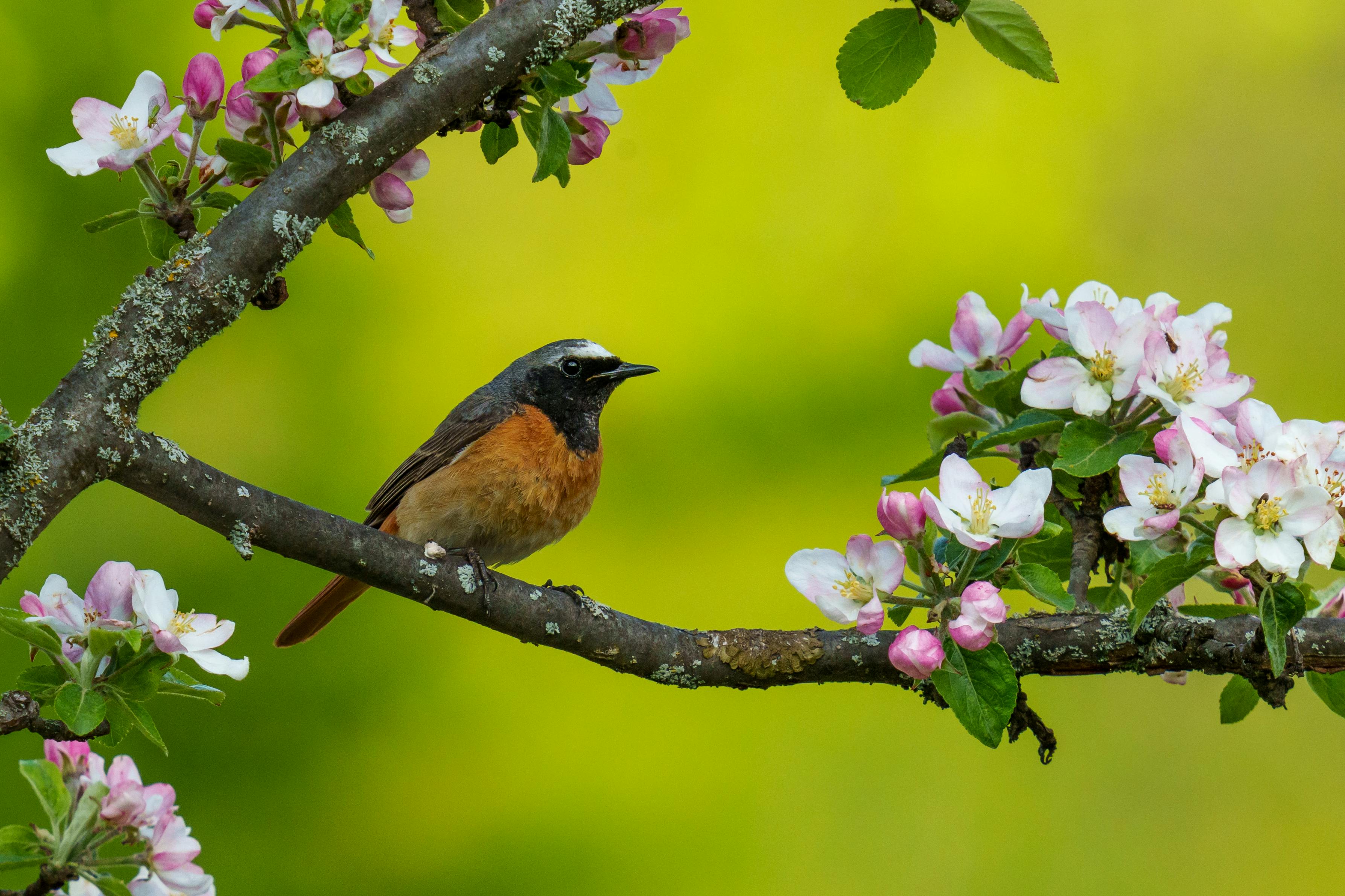 Common Redstart Photos, Download The BEST Free Common Redstart Stock ...