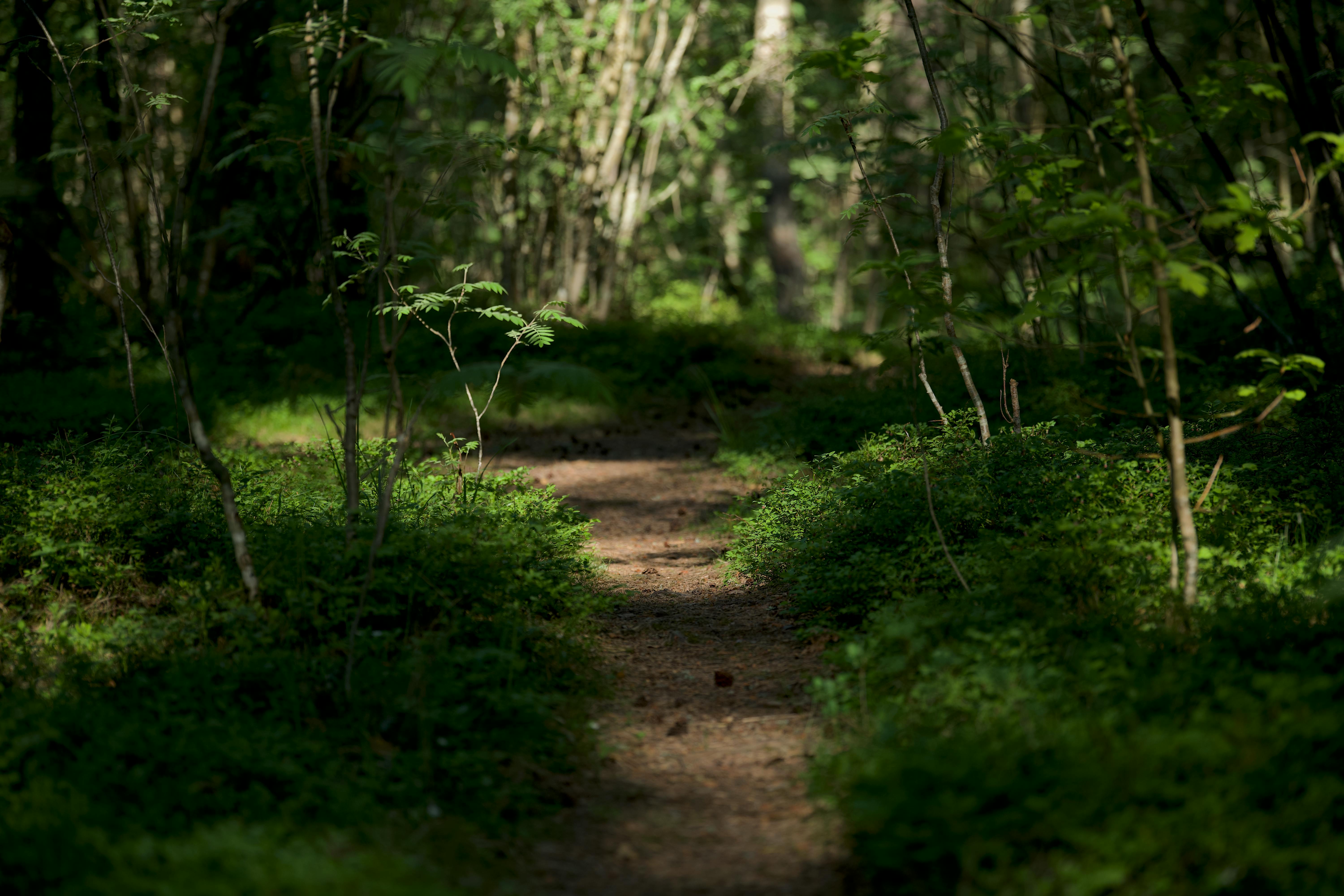 Forest trail · Free Stock Photo