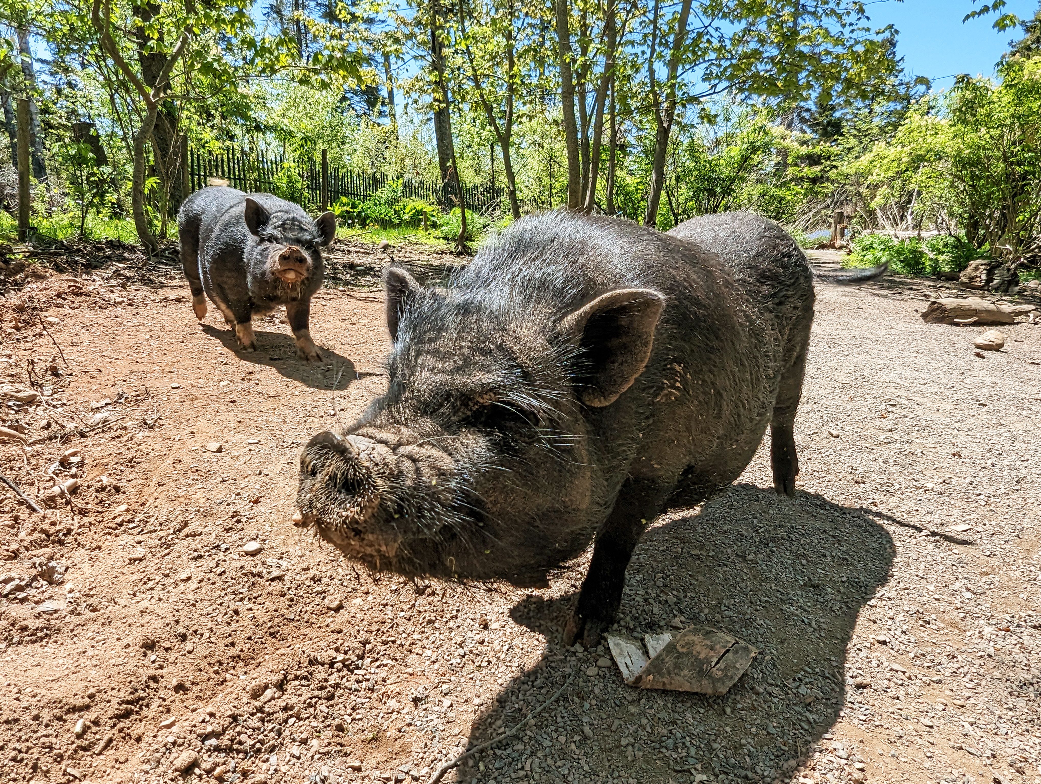 Pigs on a Farm · Free Stock Photo