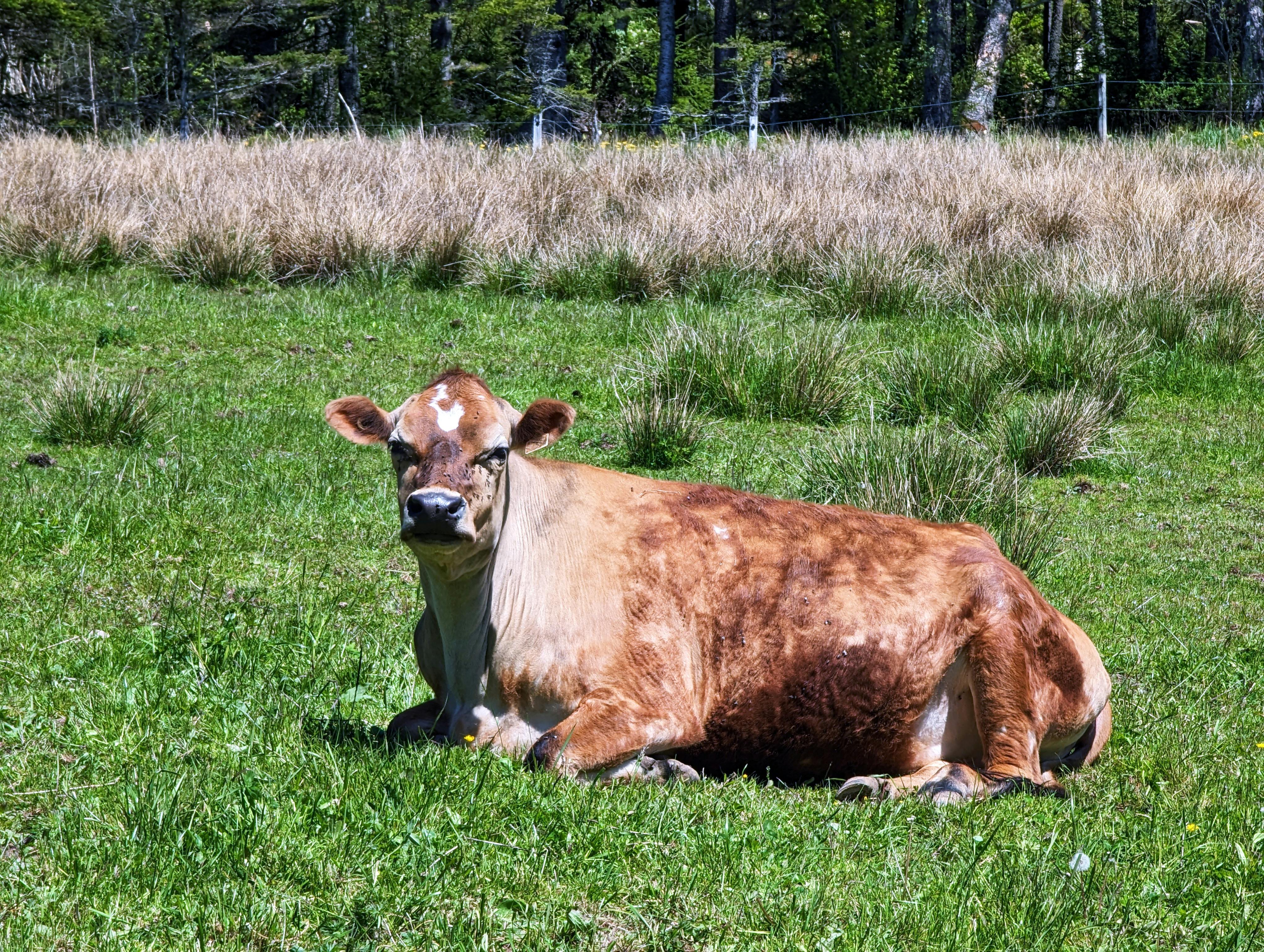 Cow On Grass Photos, Download The BEST Free Cow On Grass Stock Photos ...