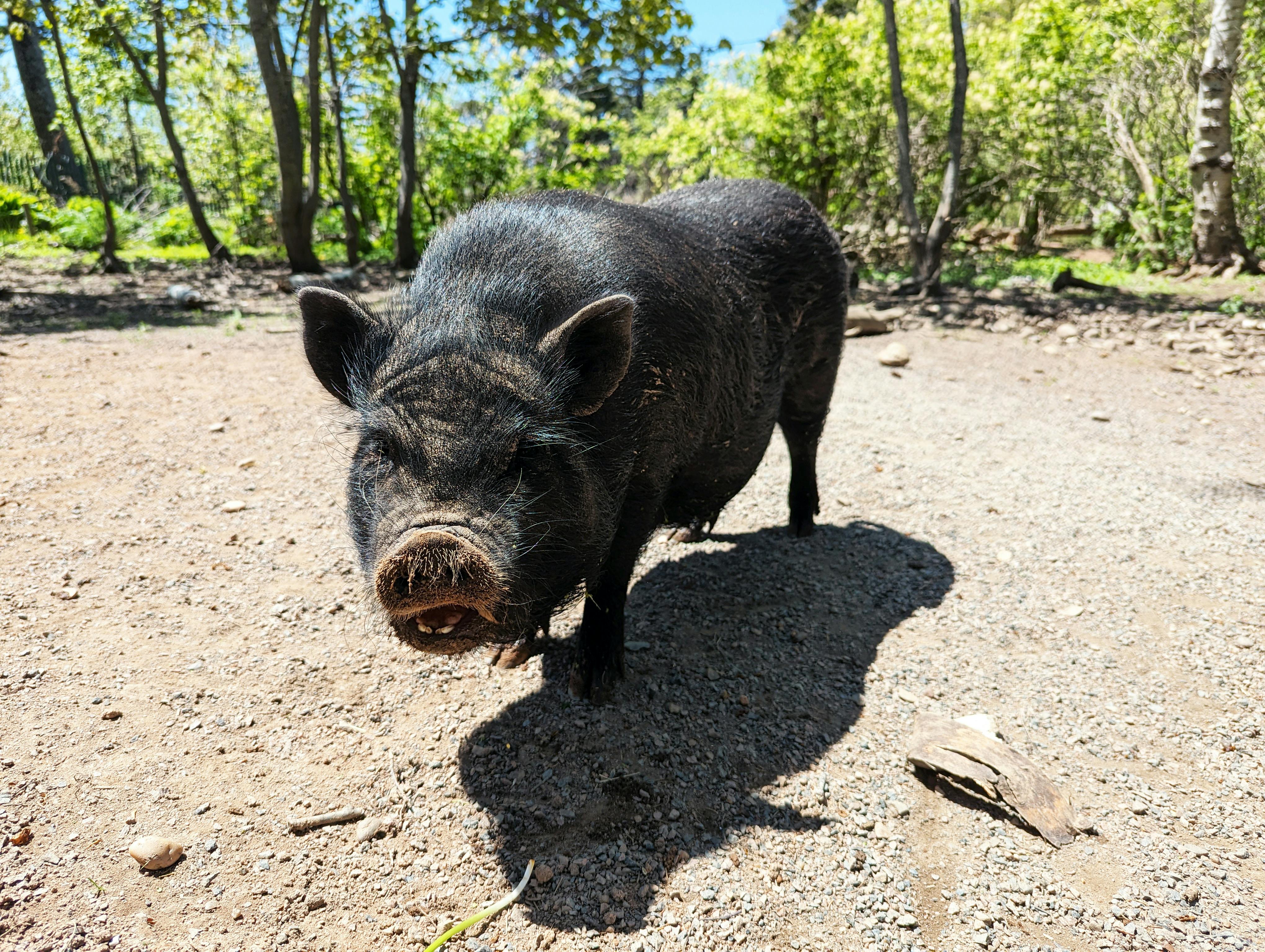 Trees Pig Photos, Download The BEST Free Trees Pig Stock Photos & HD Images