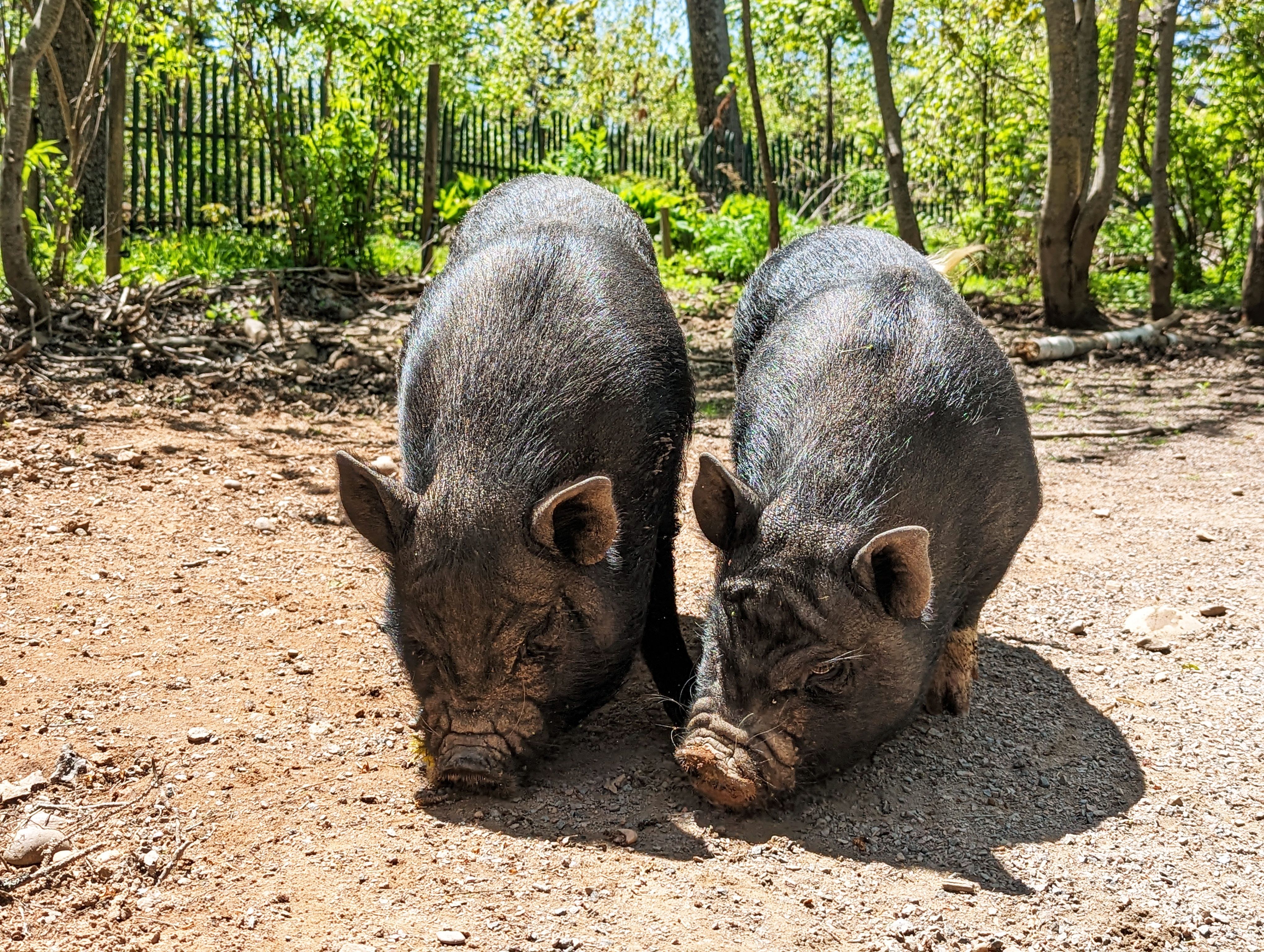 Pigs on a Farm · Free Stock Photo