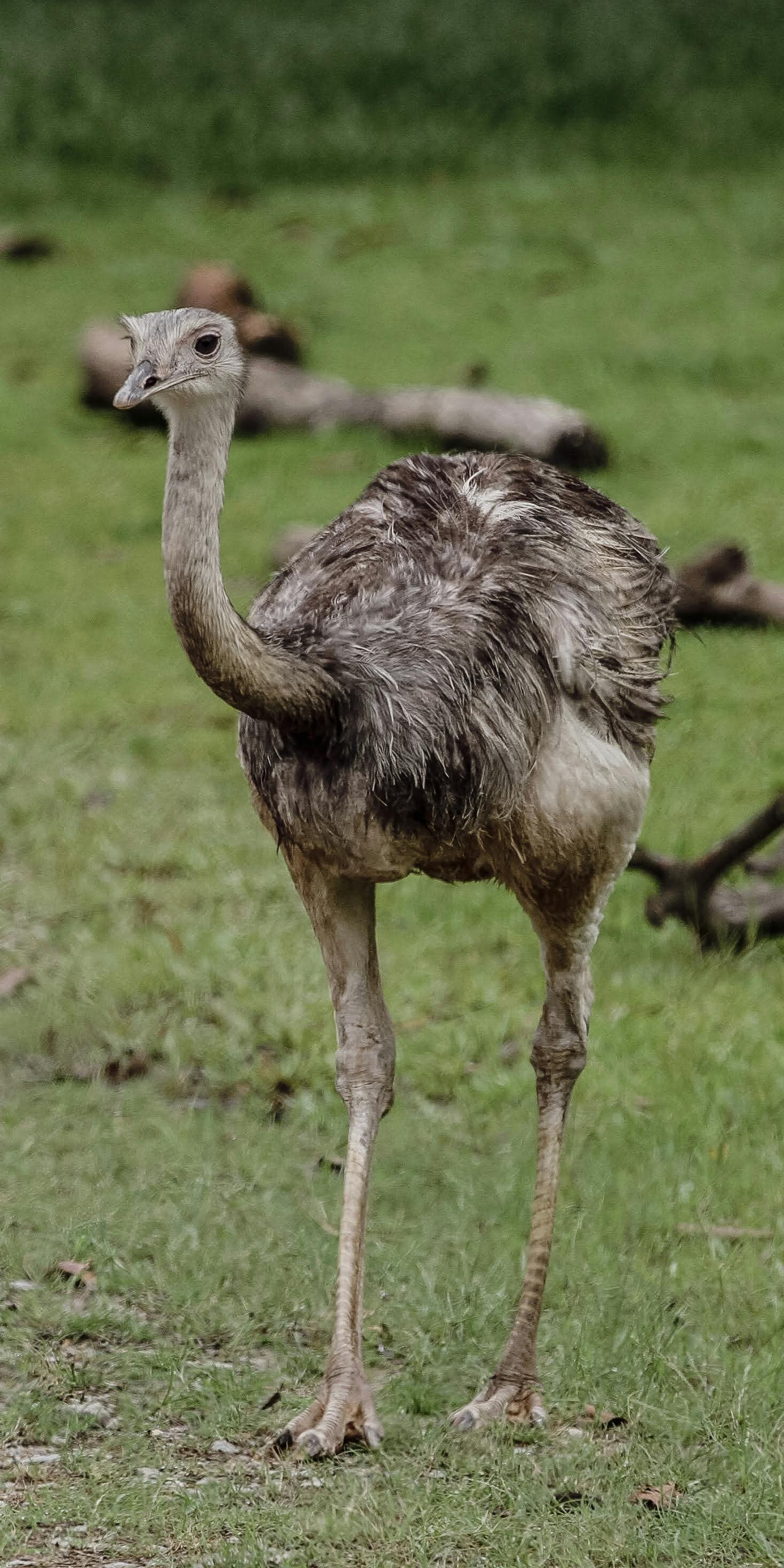 Close-up of a Rhea in the Wilderness · Free Stock Photo