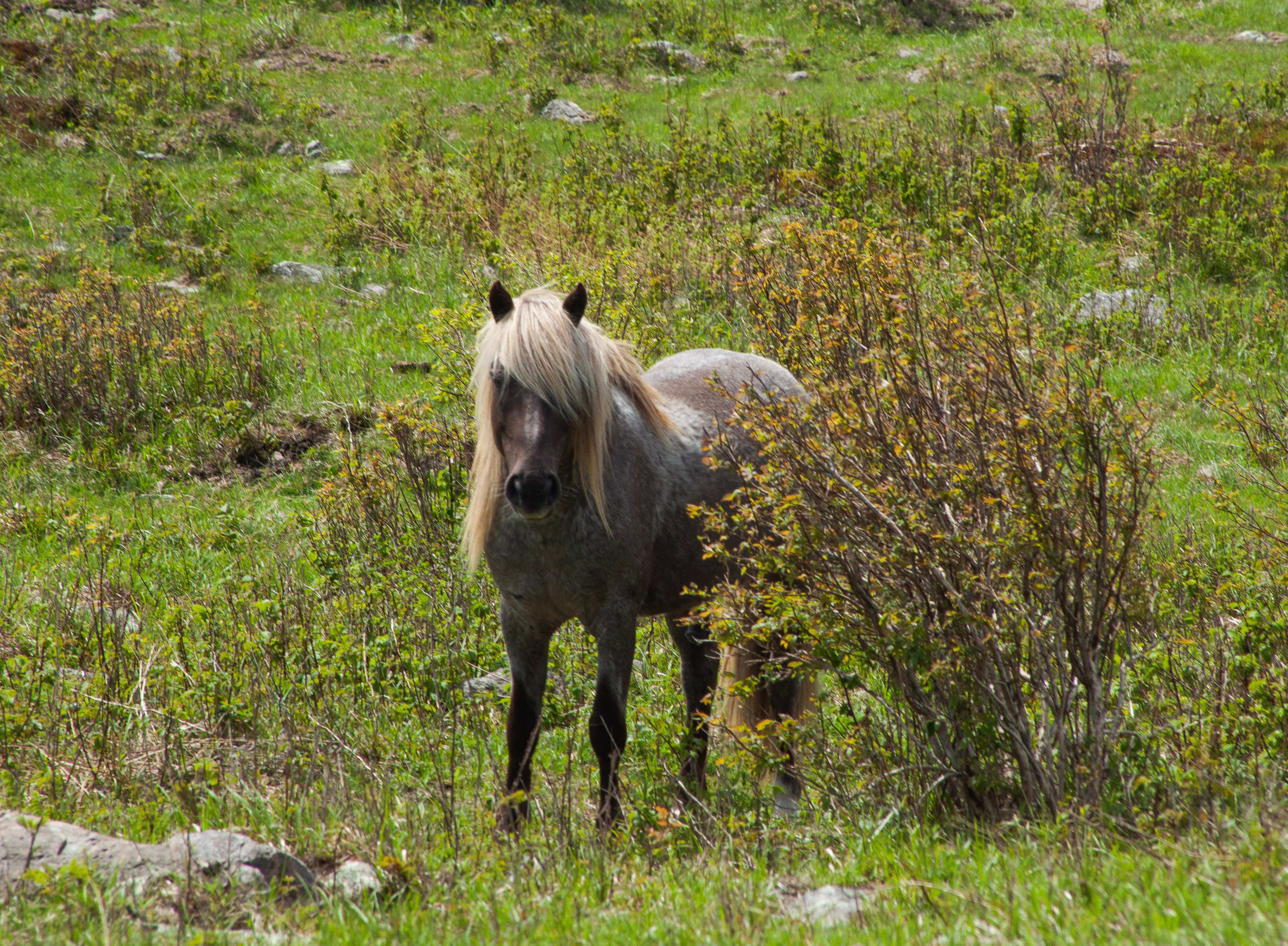 A Pony in a Field · Free Stock Photo
