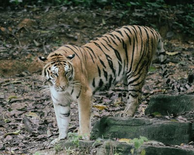 Forest Tiger Wallpaper Photos, Download The BEST Free Forest Tiger ...