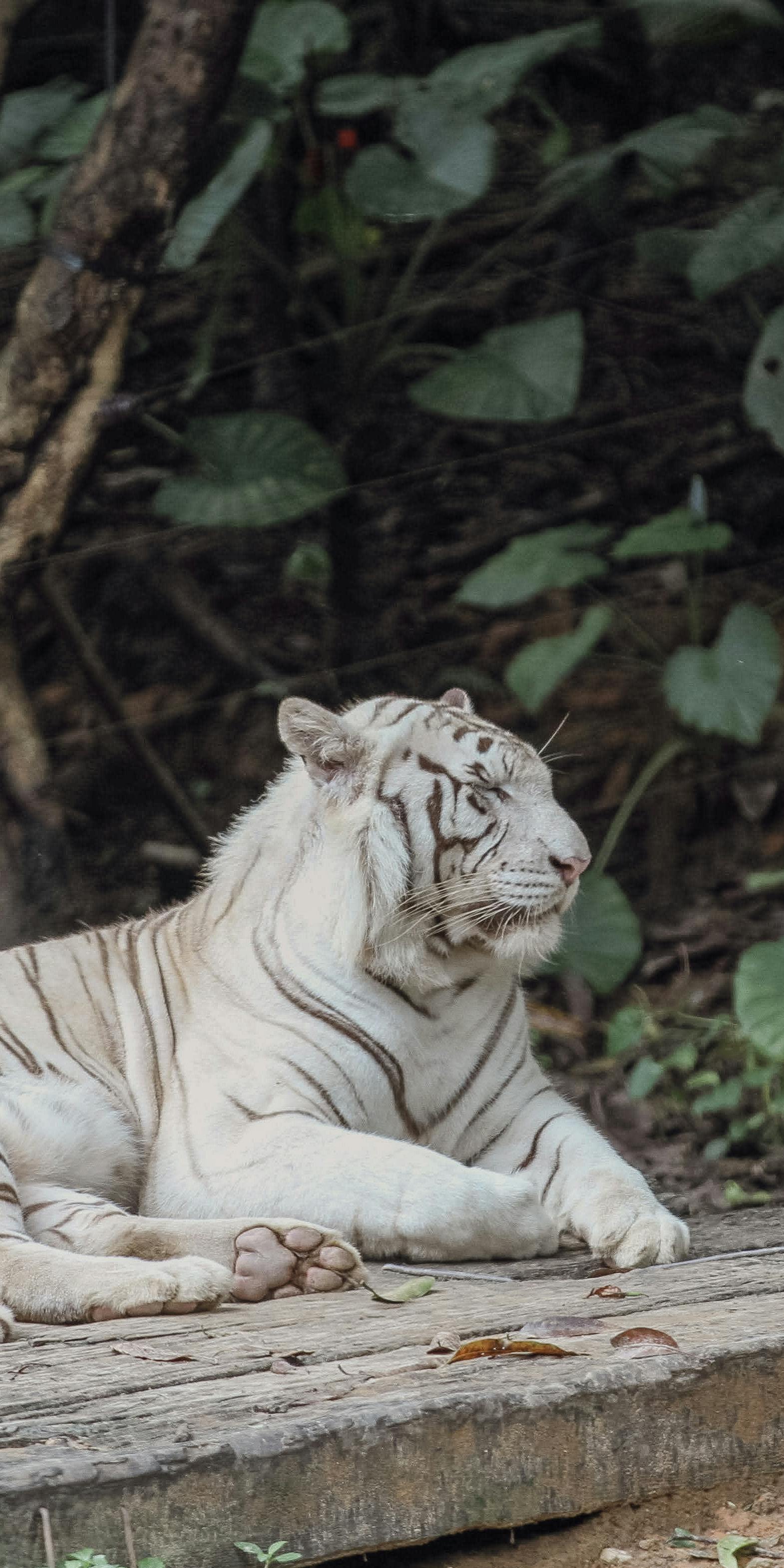 Tiger Poses Photos, Download The BEST Free Tiger Poses Stock Photos ...