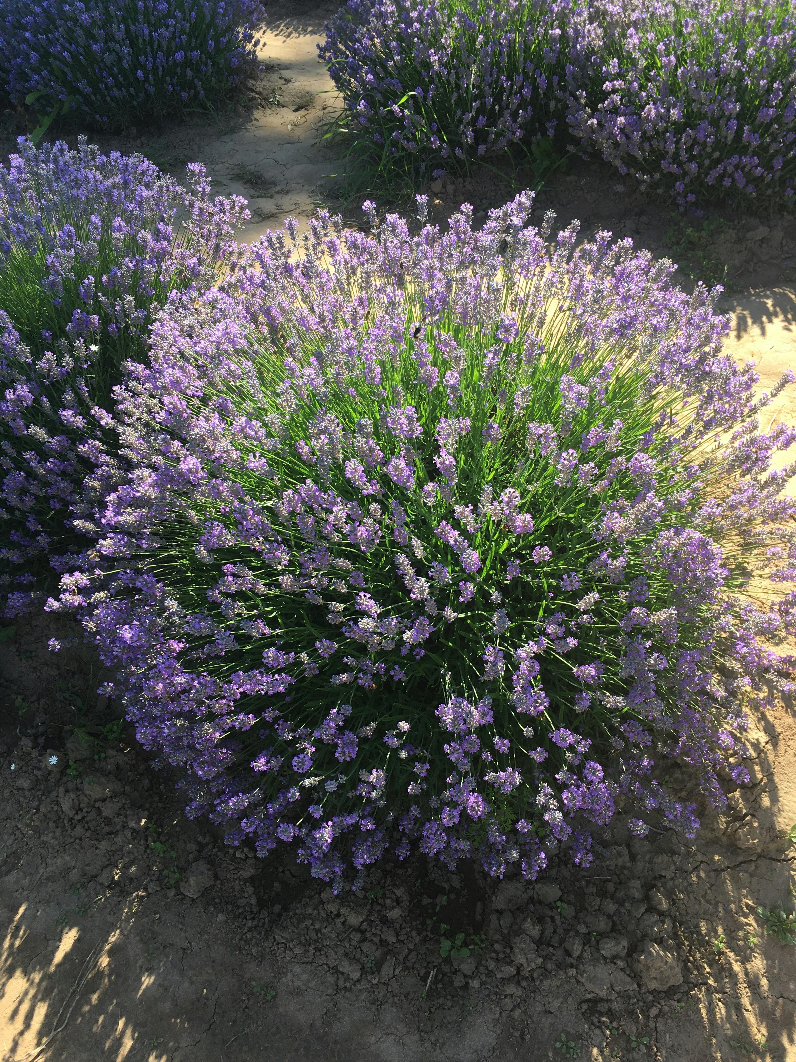 Spherical Cluster of English Lavender Flowers Growing in a Garden ...