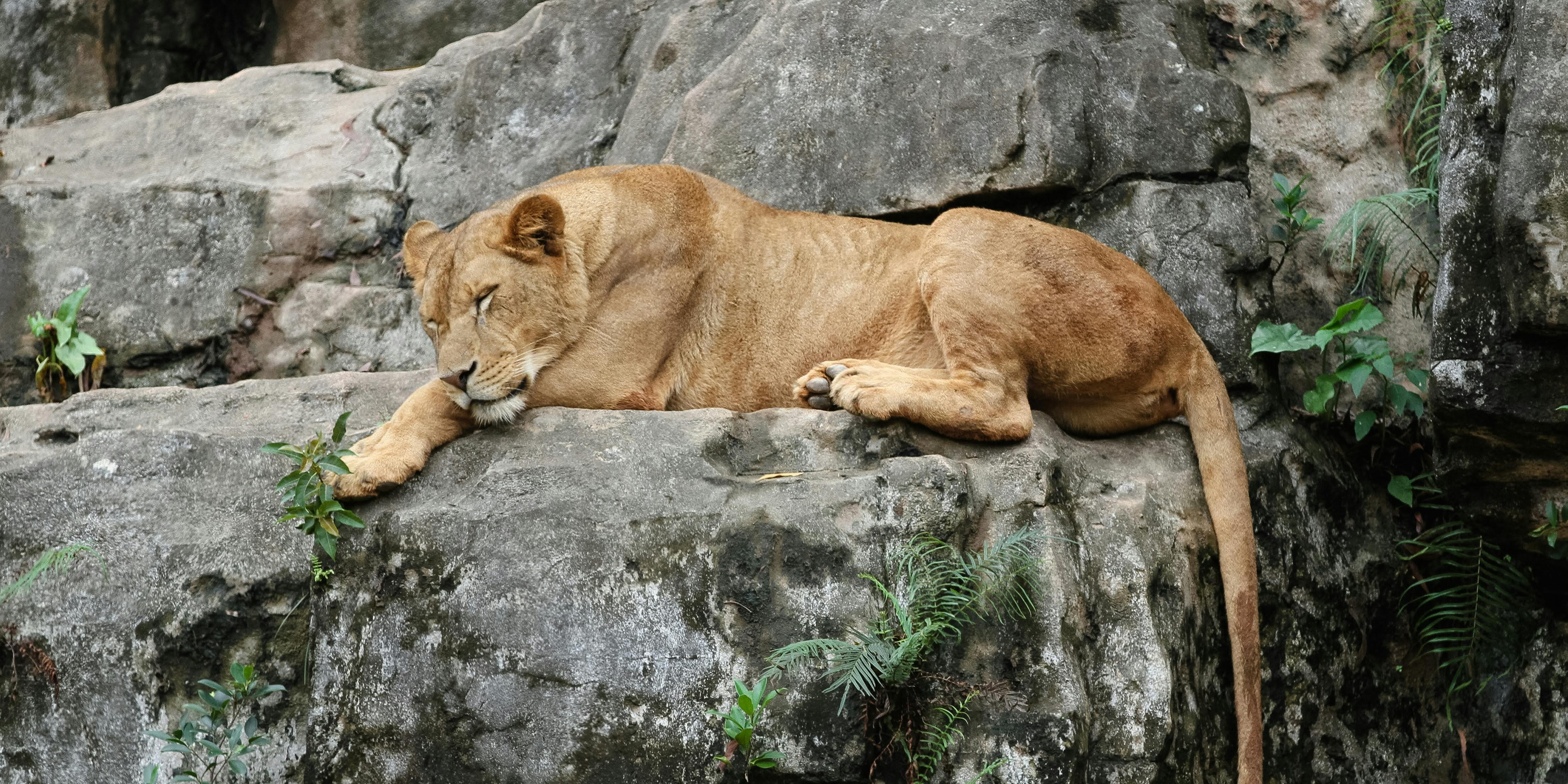 Lioness Sleeping on a Rock · Free Stock Photo