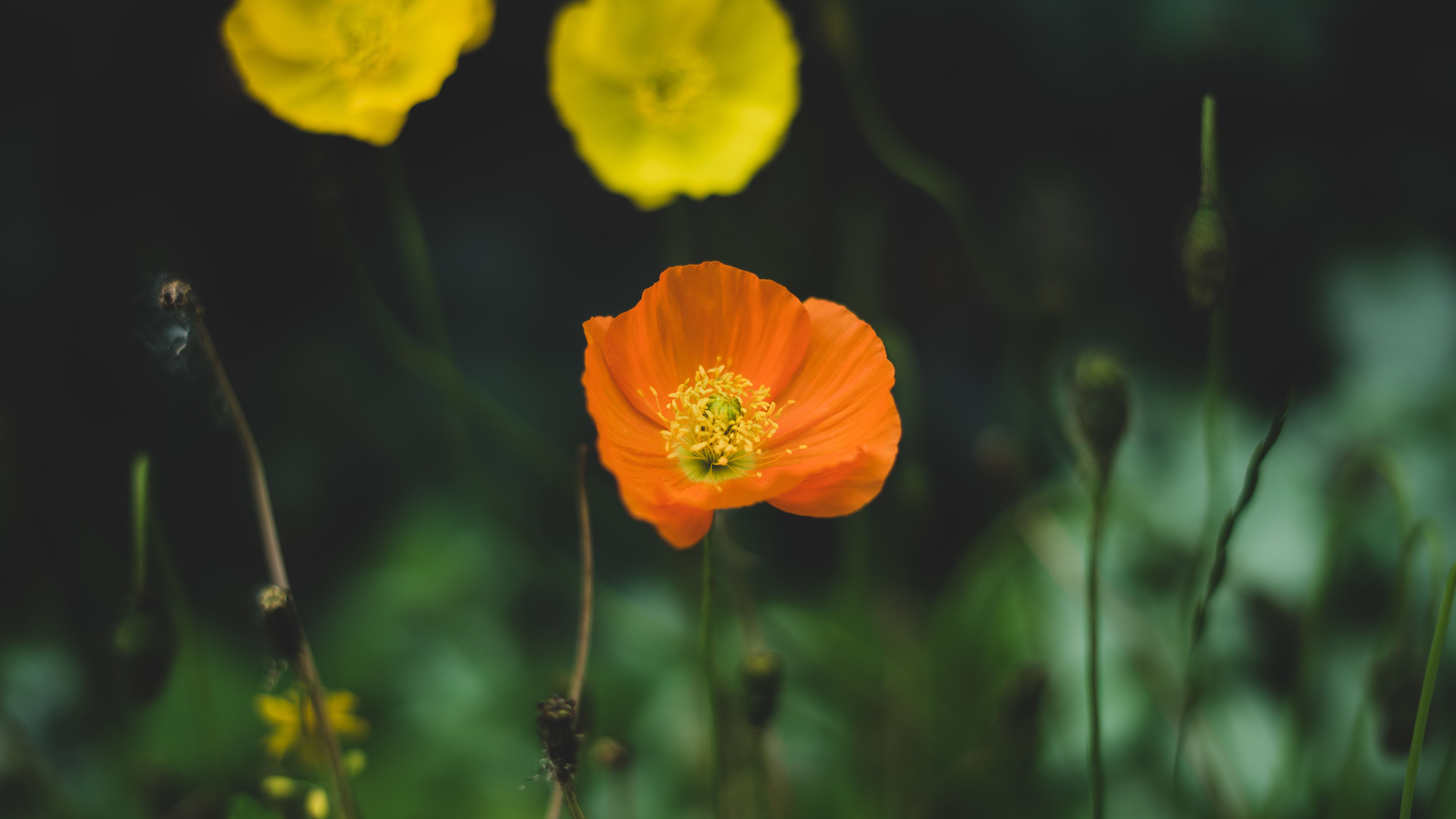 Collection Of Flowers Photos, Download The BEST Free Collection Of ...
