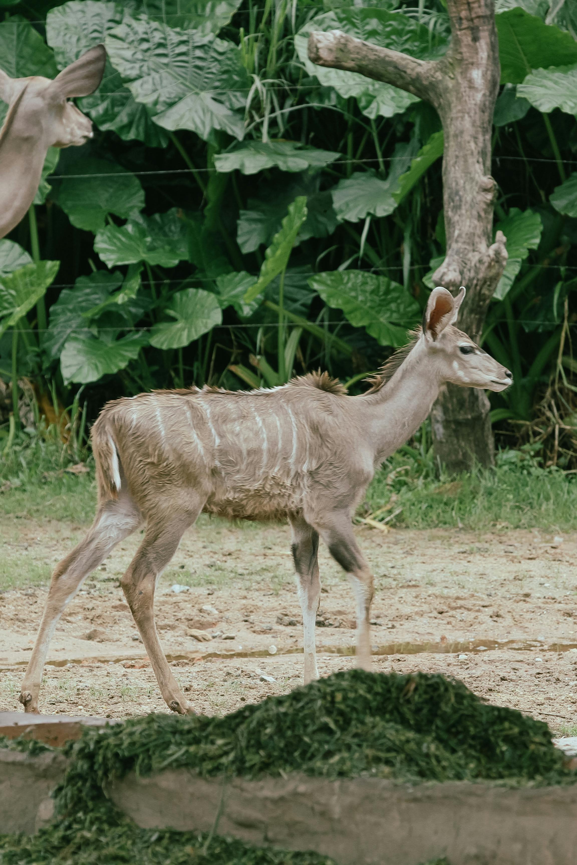 Blue Wildebeest Antelope Standing in a Zoo Enclosure · Free Stock Photo
