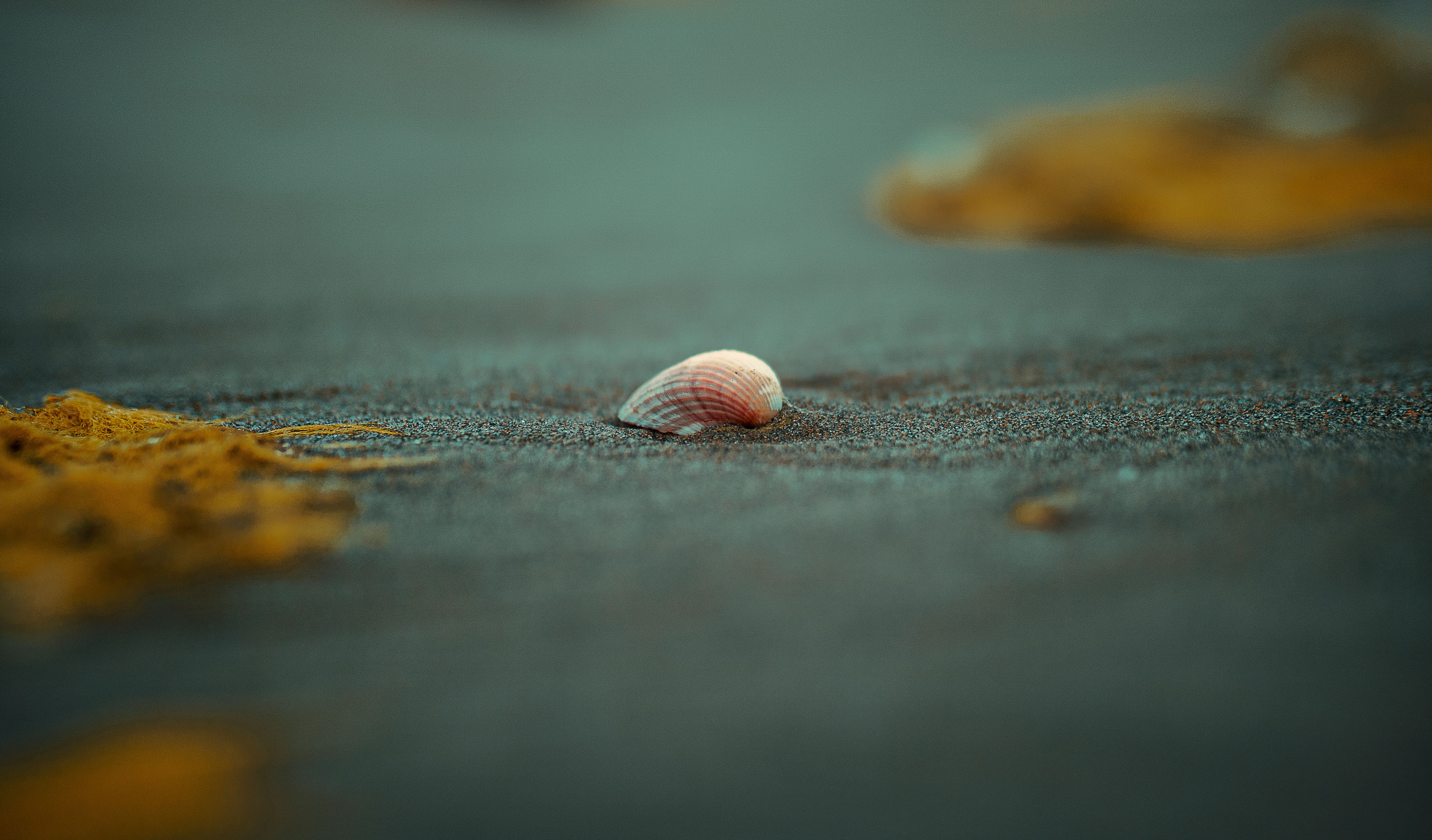 Gratis lagerfoto af afslapning, arktisk strand, beachcombing, blødt ...