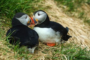 Puffins Photos, Download The BEST Free Puffins Stock Photos & HD Images