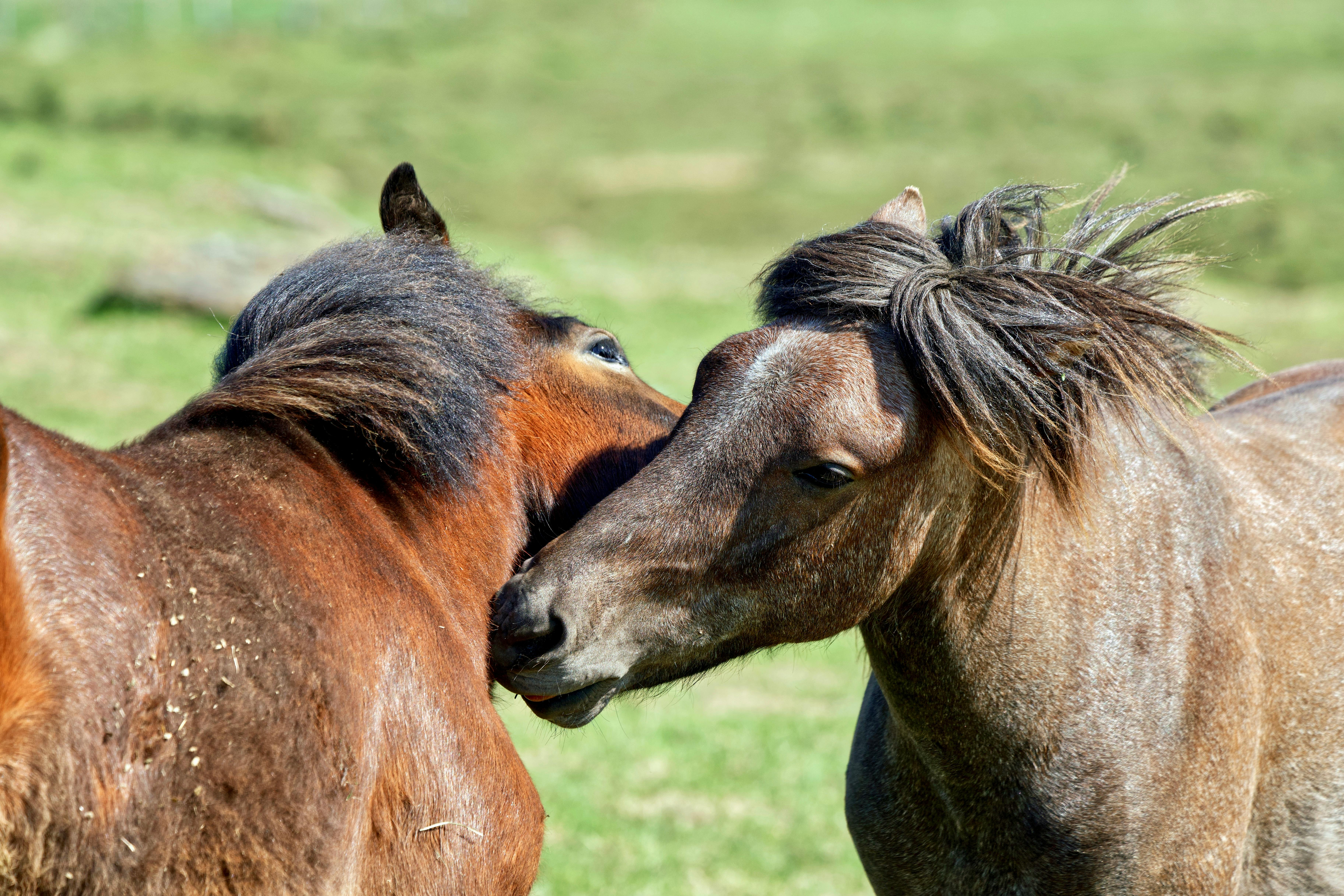 Wild Horses Sniffing Each Other · Free Stock Photo