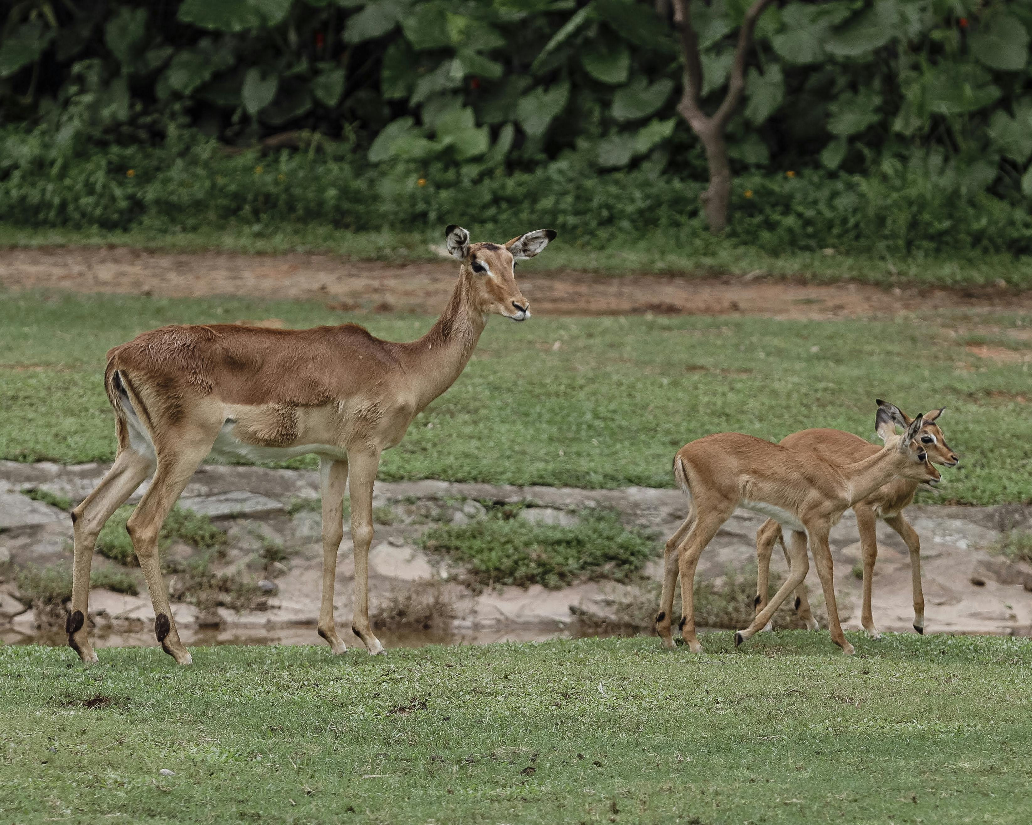 Blue Wildebeest Antelope Standing in a Zoo Enclosure · Free Stock Photo