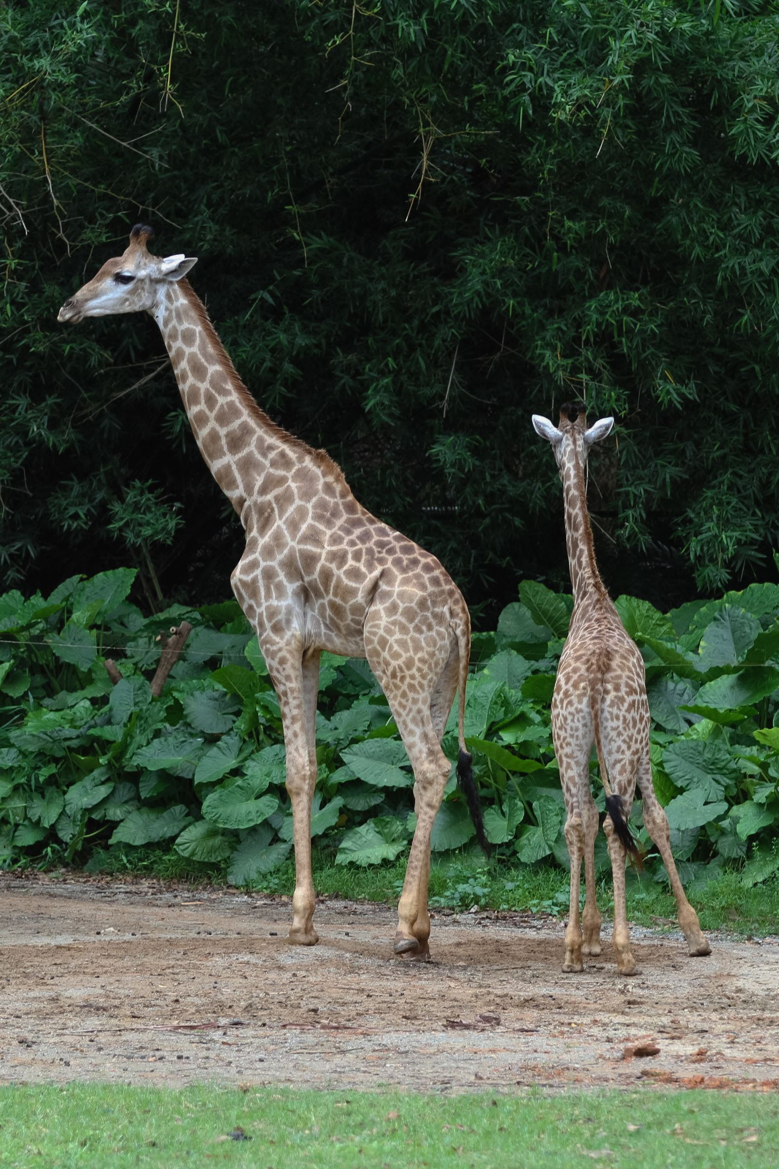 Baby Giraffe Photos, Download The BEST Free Baby Giraffe Stock Photos ...