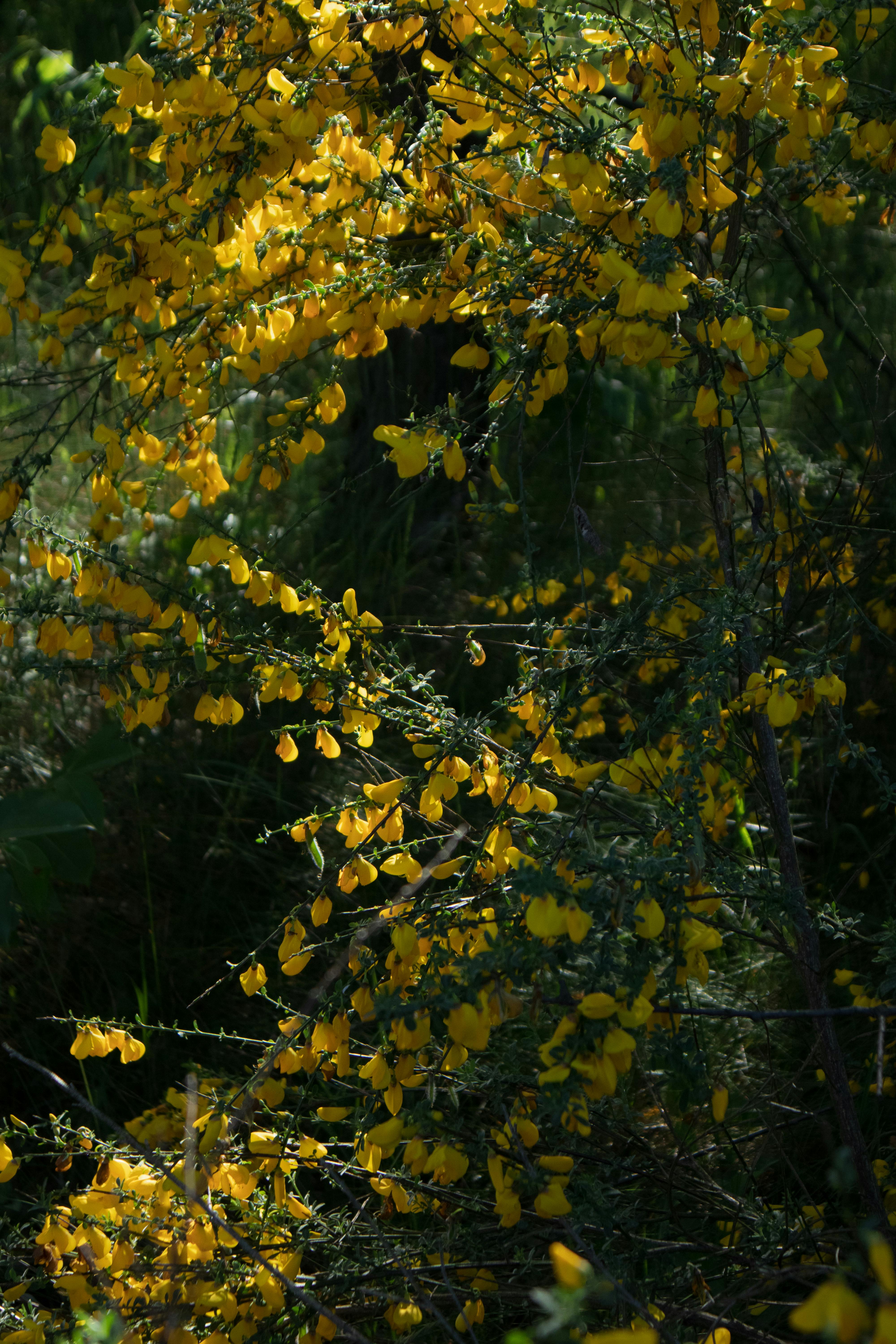 Yellow Flowers of Common Broom Shrub · Free Stock Photo