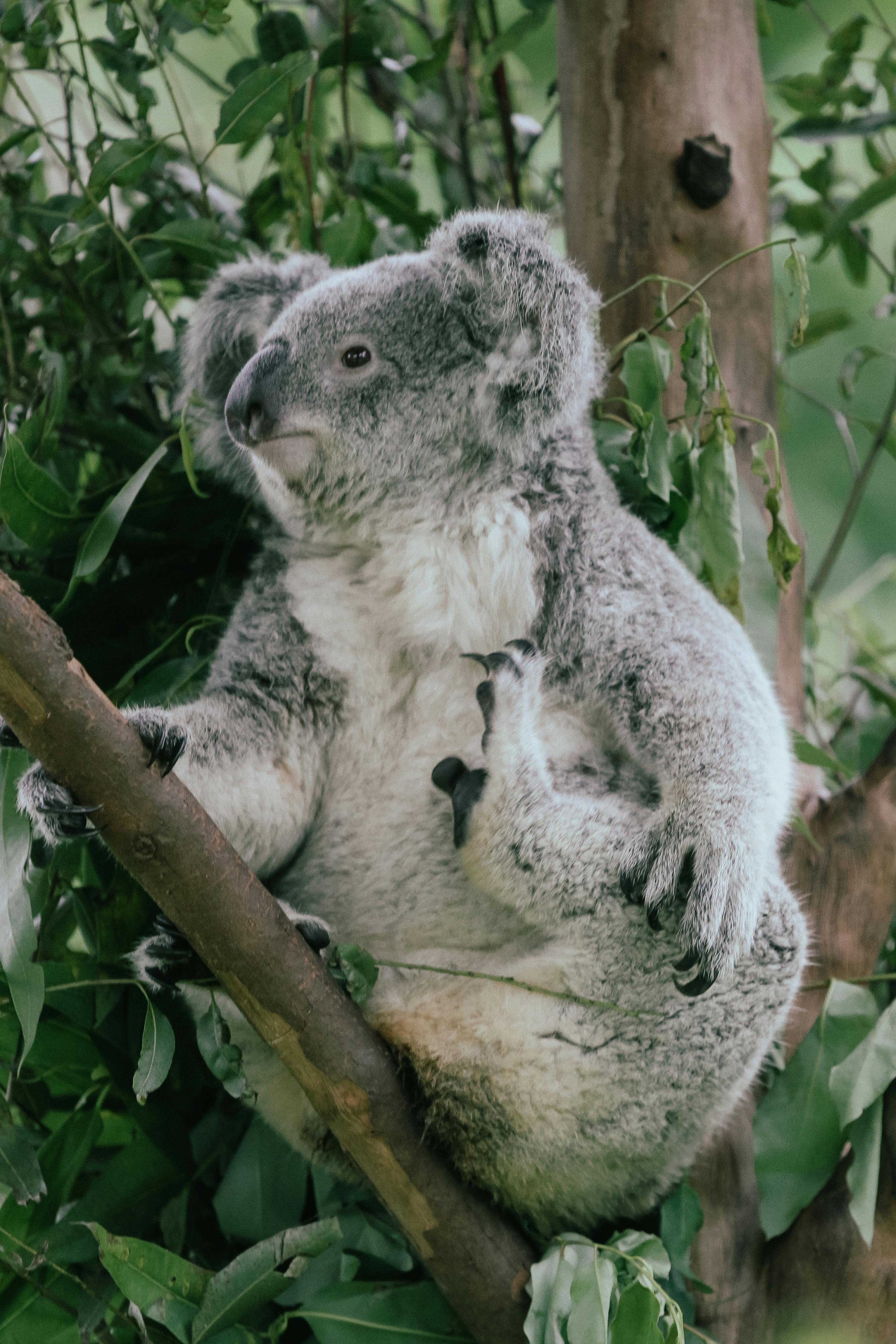 Koala on Tree · Free Stock Photo