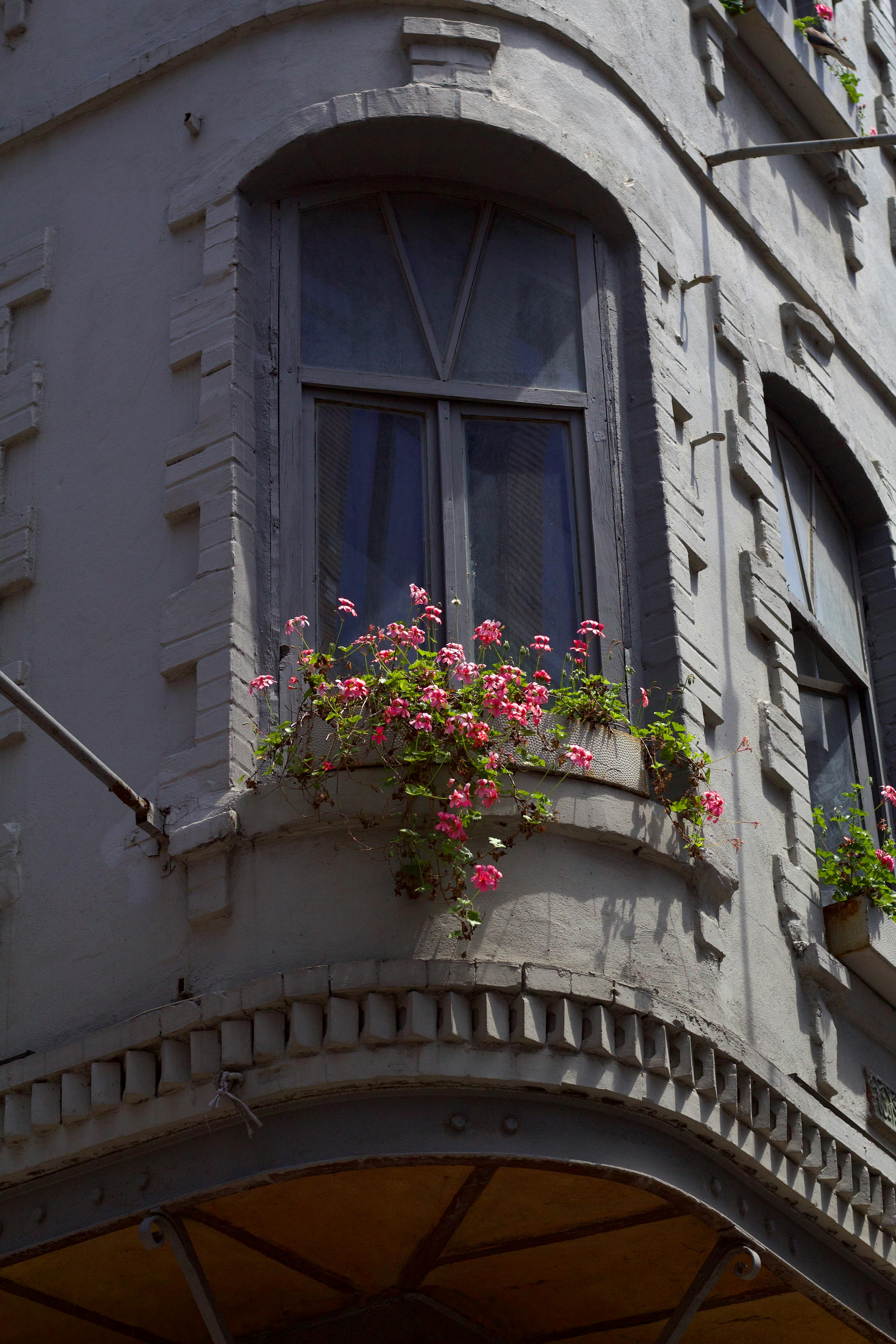 Flowers on Building Window · Free Stock Photo