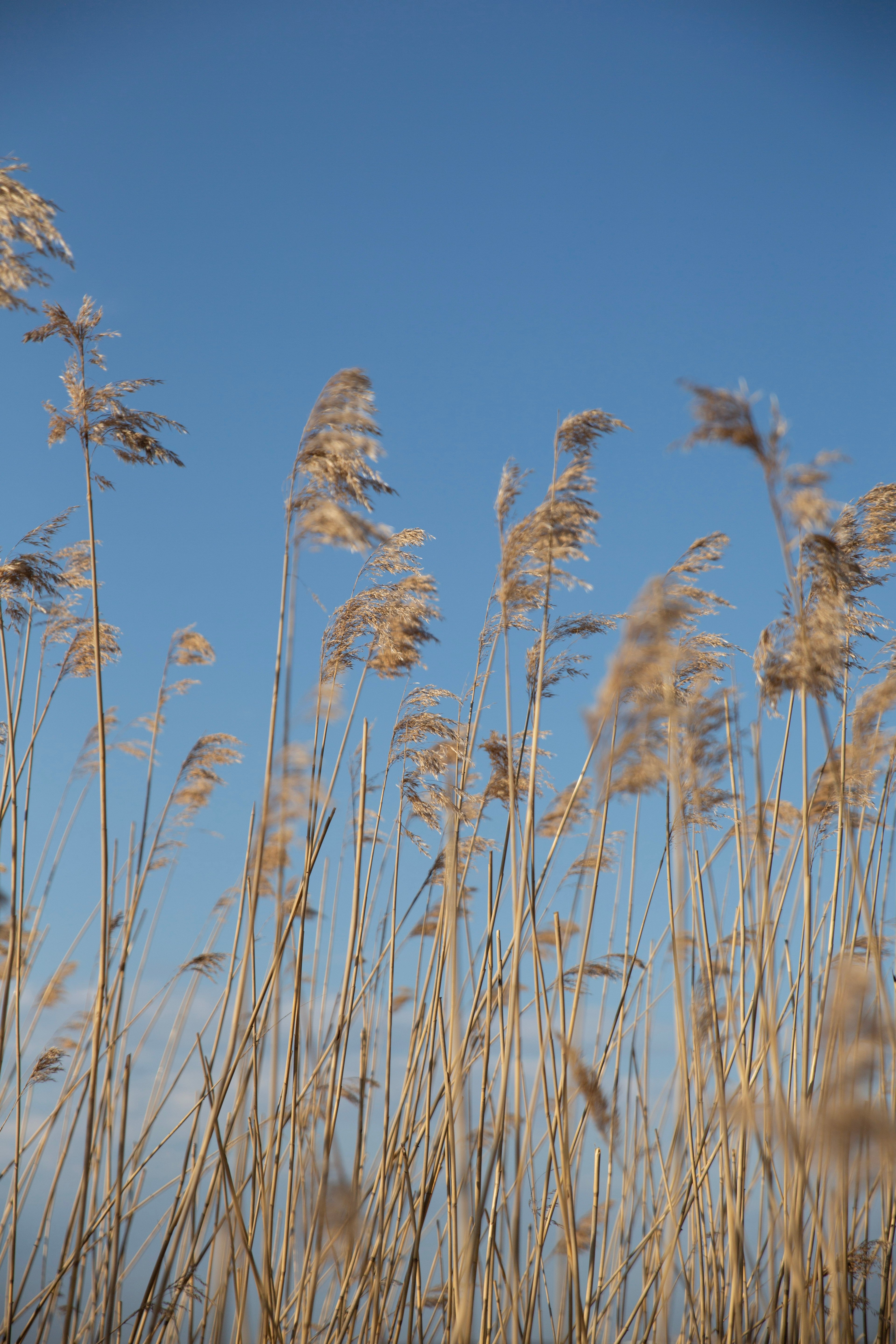 Close-up of Reeds and Blue Sky as the Background · Free Stock Photo