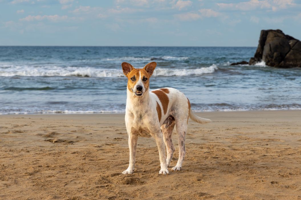 Potcake Puppy Guide: Temperament, Health, and Adoption Tips