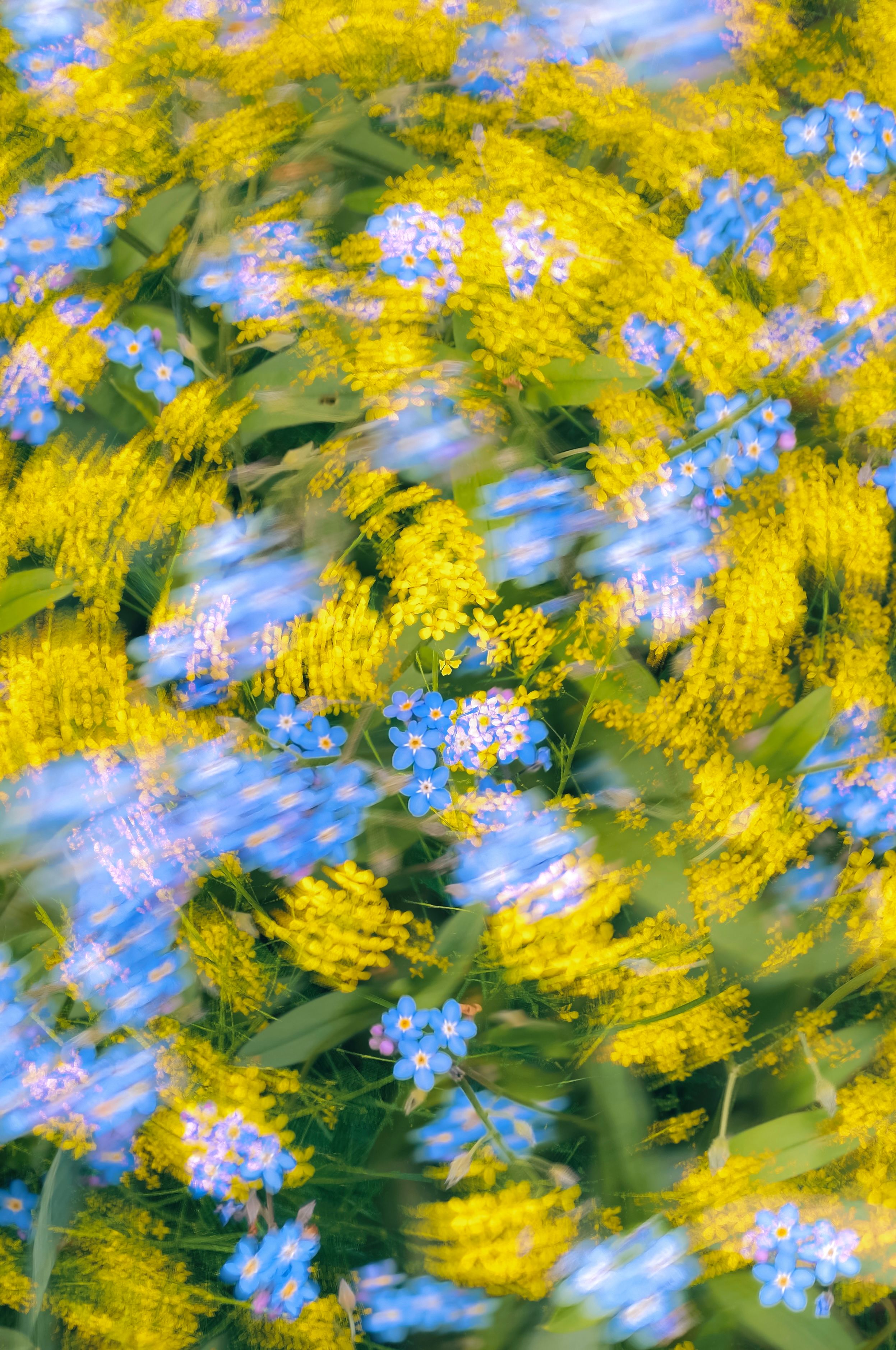Blurry Flowers Photos, Download The BEST Free Blurry Flowers Stock ...