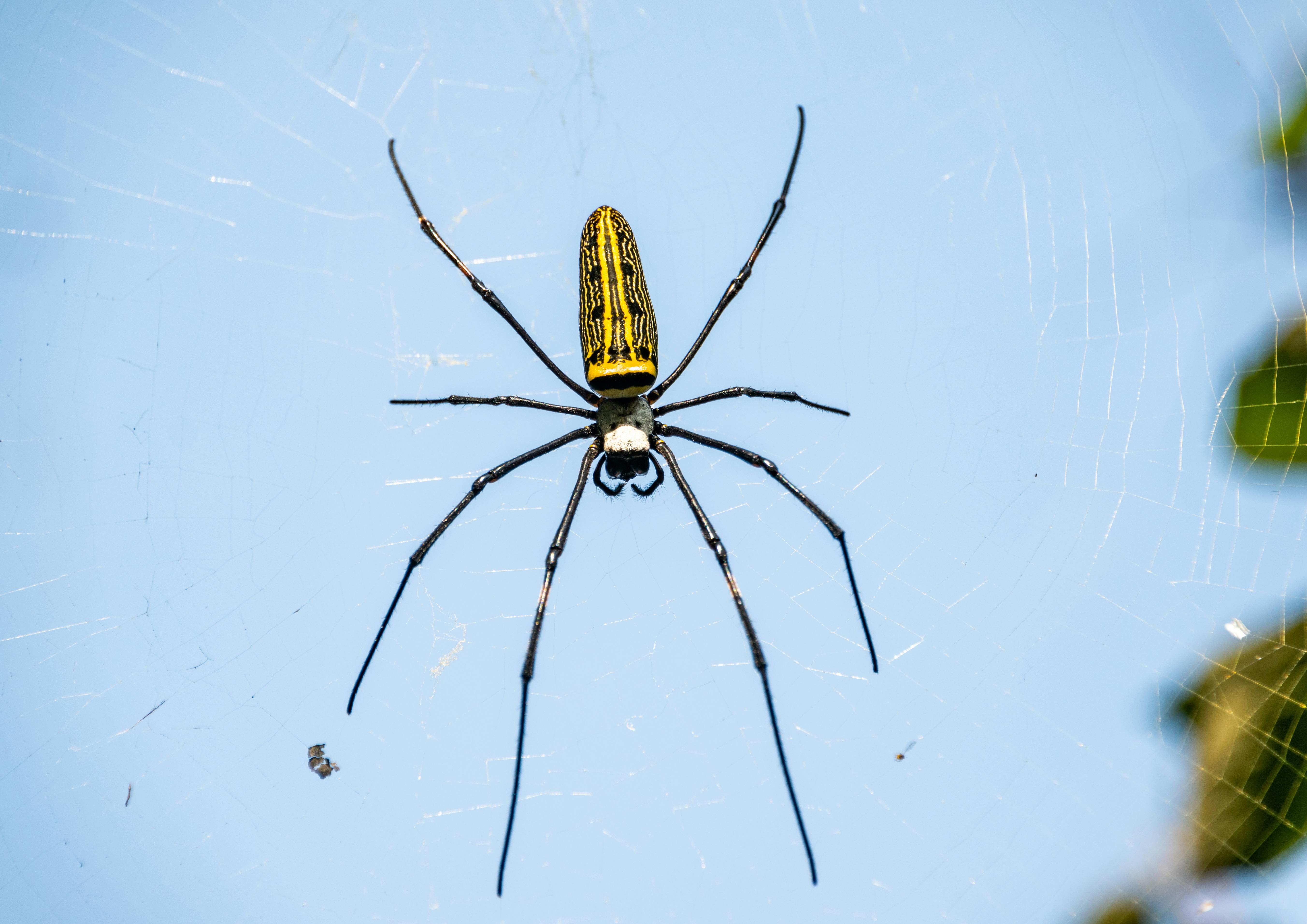 Photo gratuite de anatomie de l araignée, arachnide, arachnologie ...