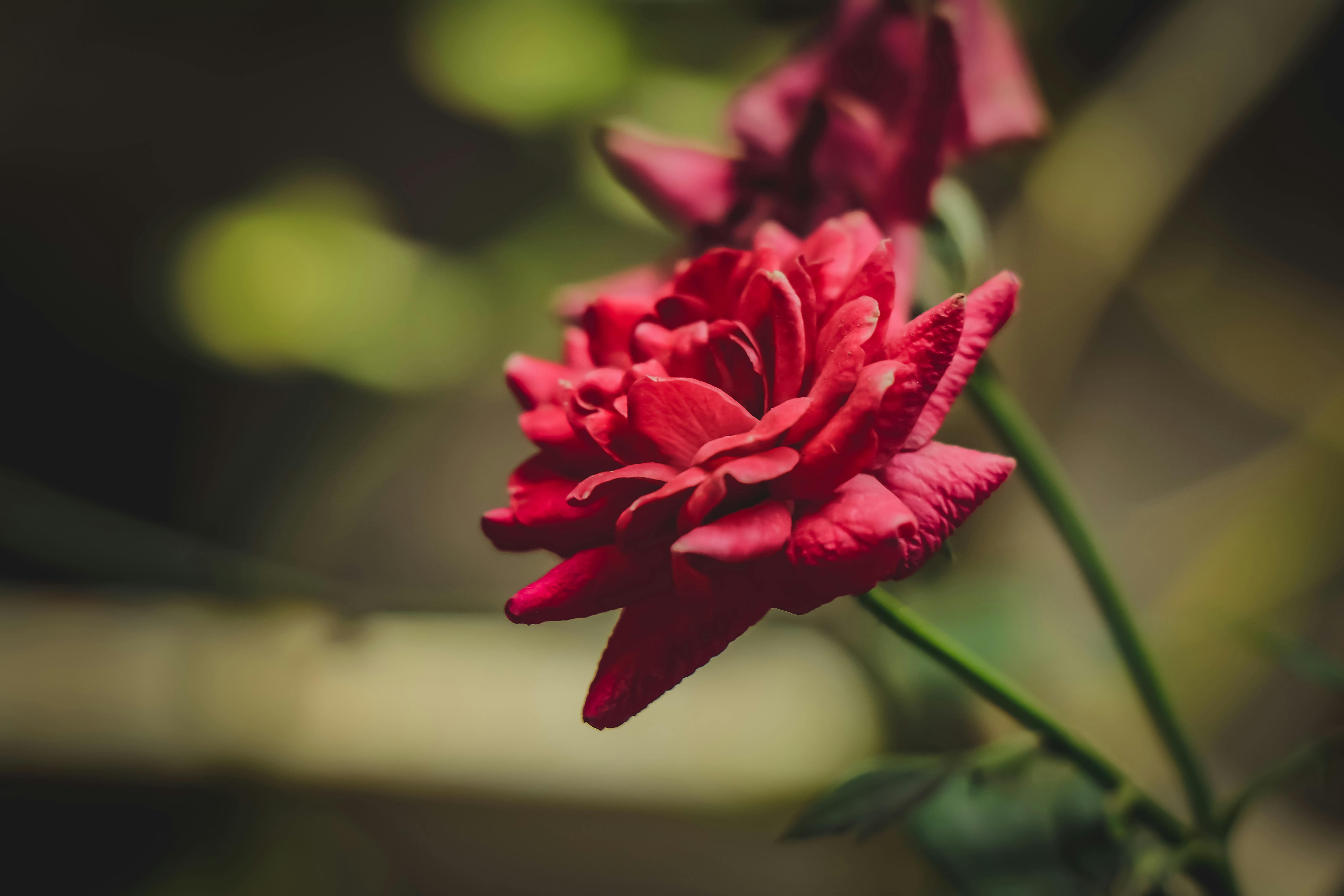 Assorted Color of Rose Flowers · Free Stock Photo