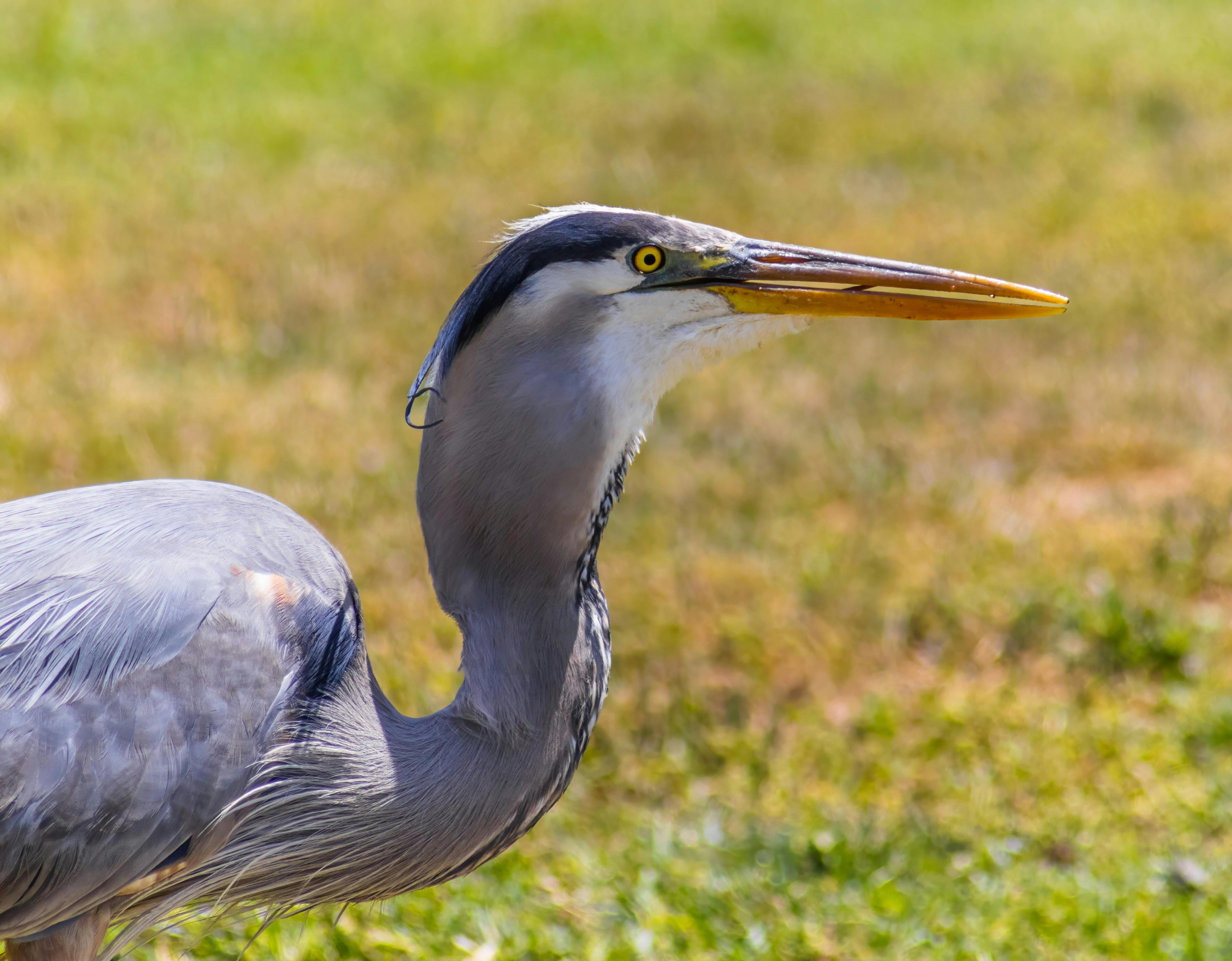 Britishblue Beak Photos, Download The BEST Free Britishblue Beak Stock ...