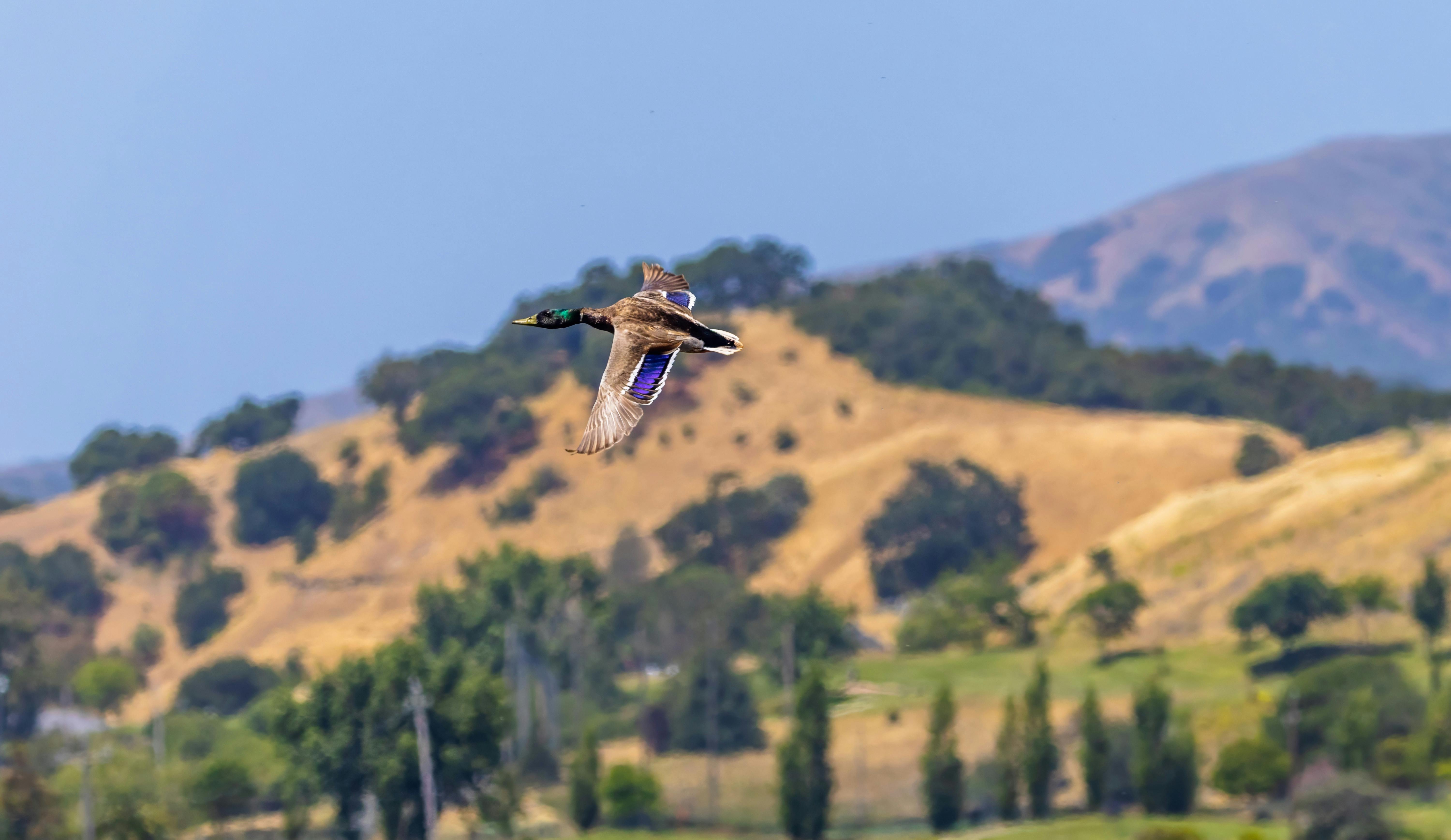 Sparrow Changing Directions Mid Flight · Free Stock Photo