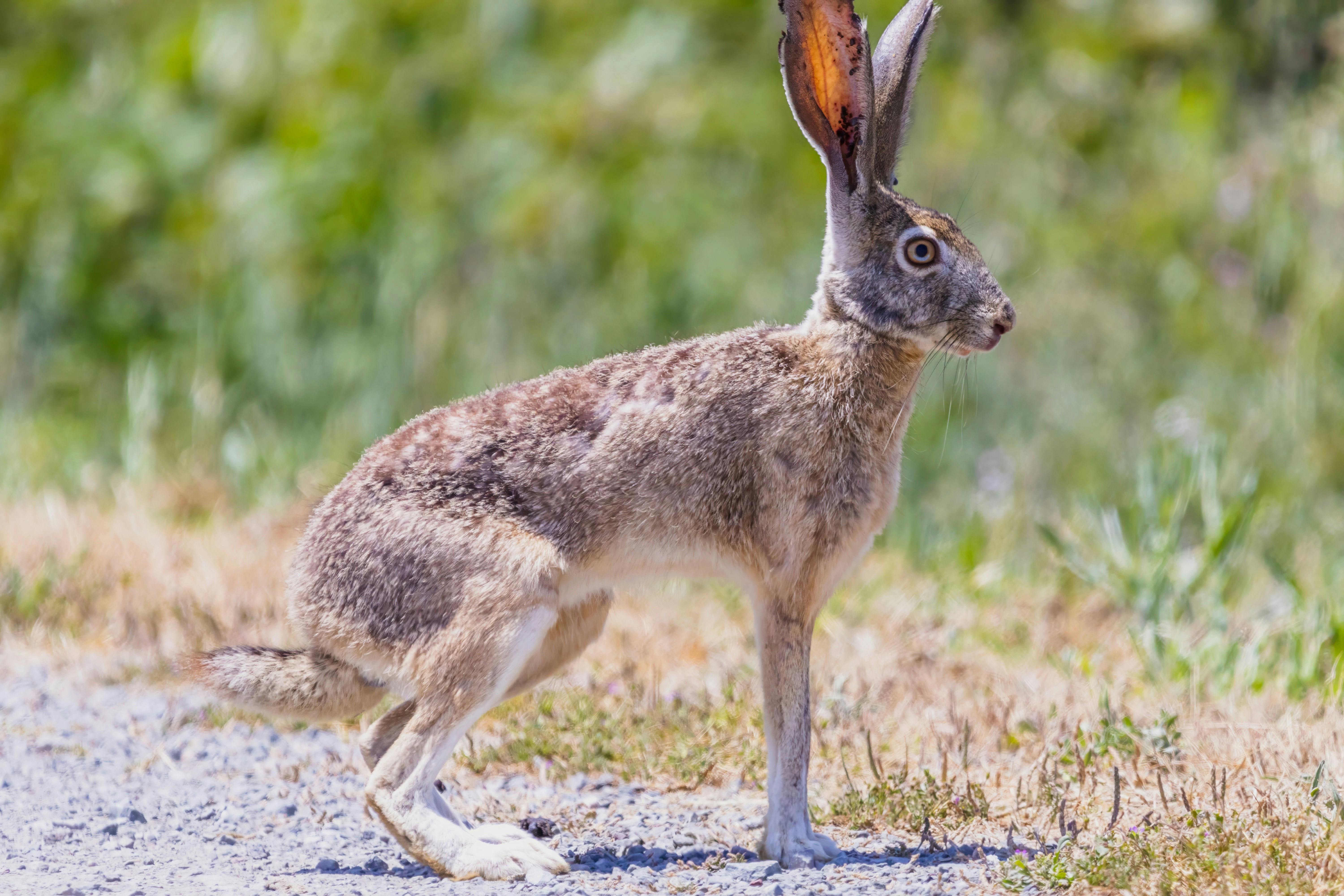 Hare in Close Up · Free Stock Photo