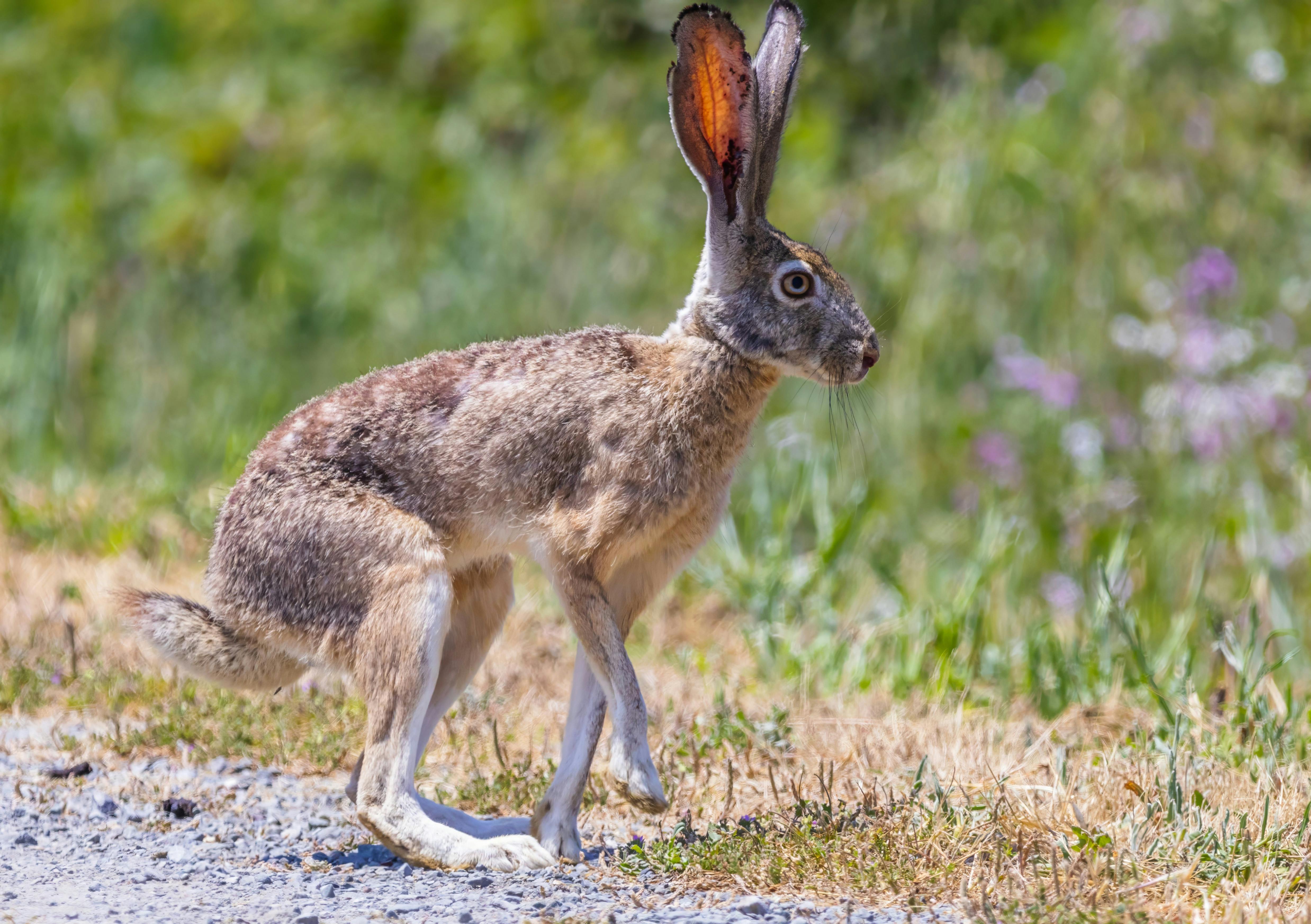 Hare in Summer · Free Stock Photo