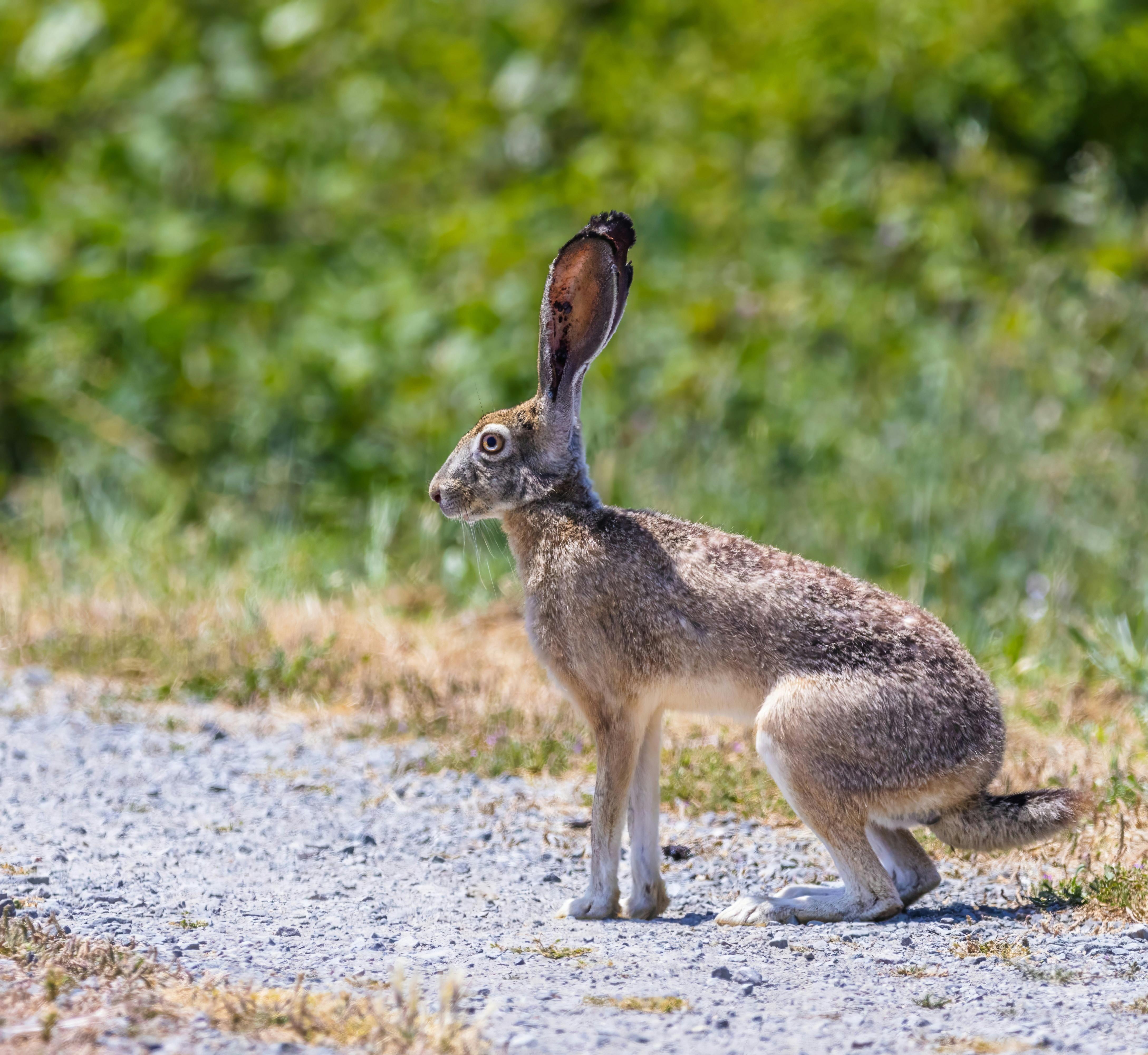 Hare in Close Up · Free Stock Photo