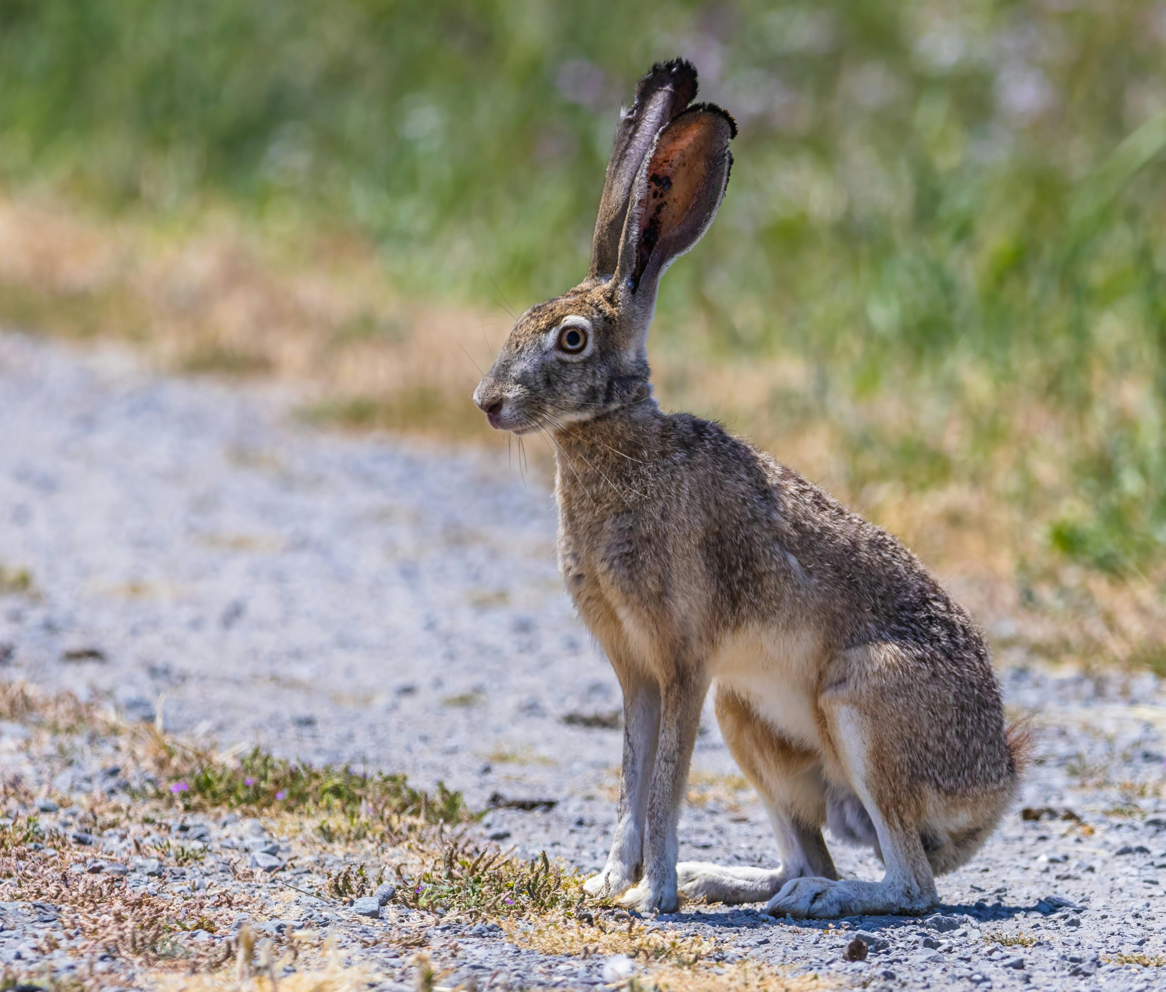 Hare on Road · Free Stock Photo