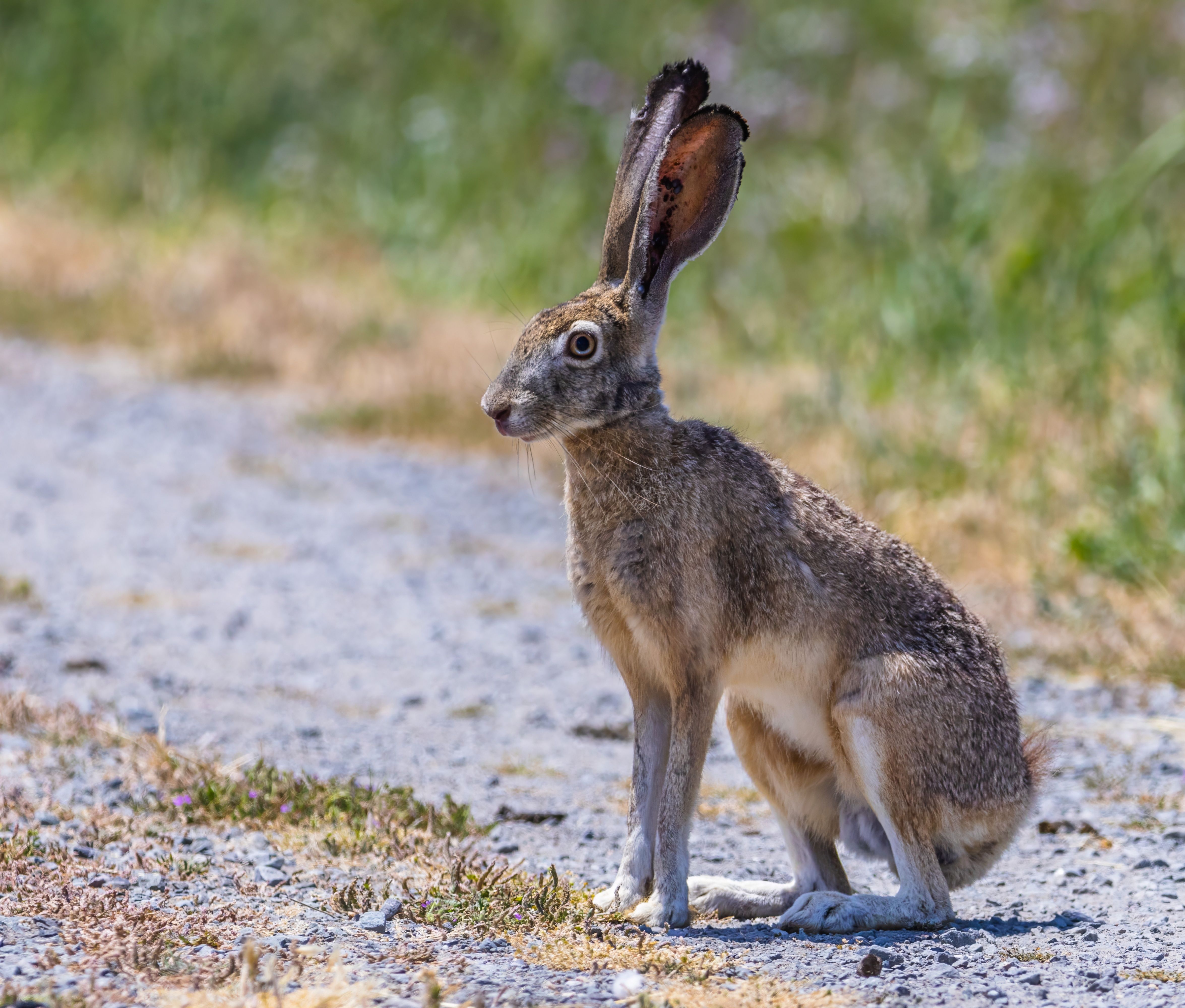 Wild Hare Portrait Photos, Download The BEST Free Wild Hare Portrait ...