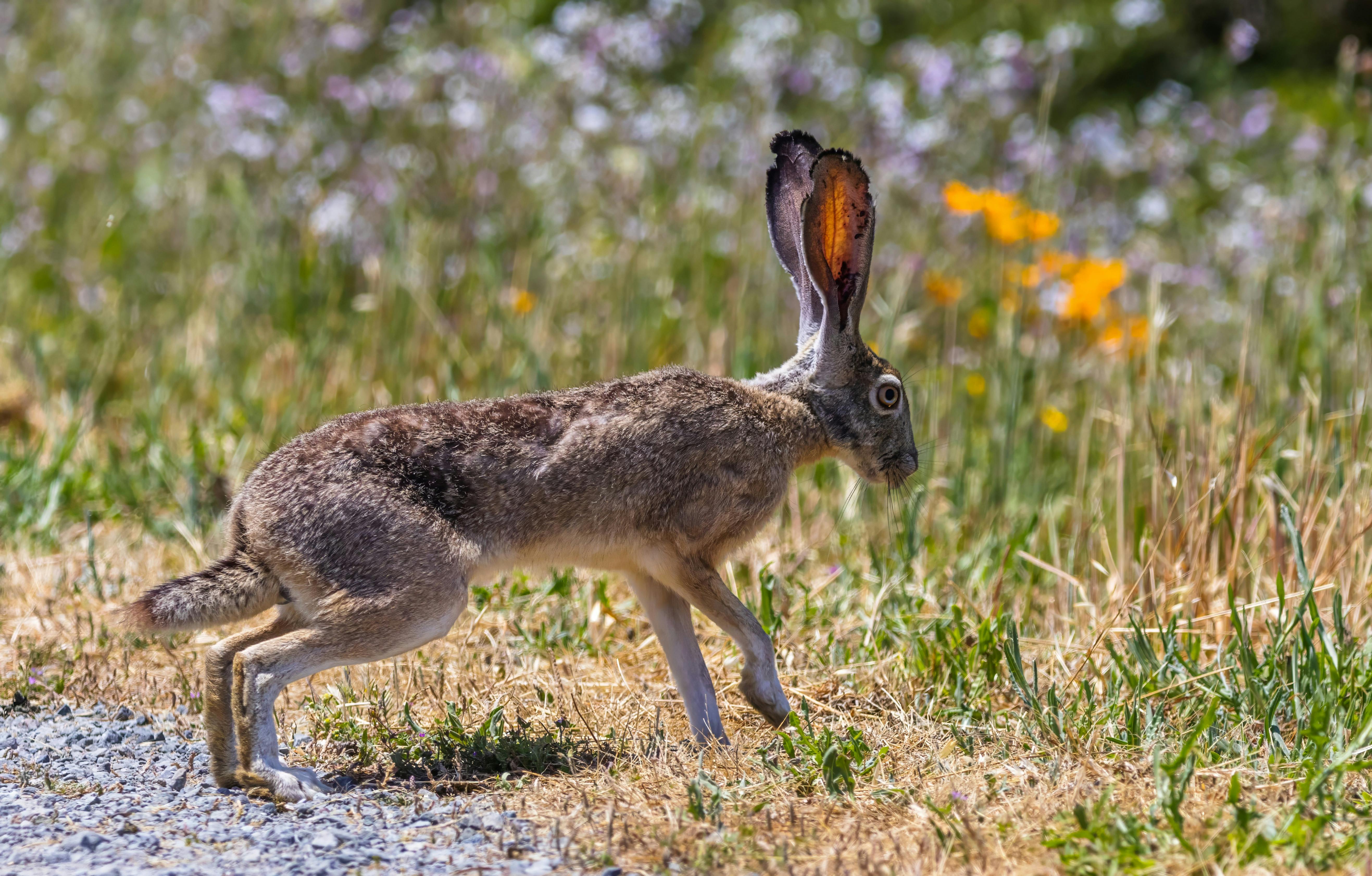 Hare Walking Photos, Download The BEST Free Hare Walking Stock Photos ...